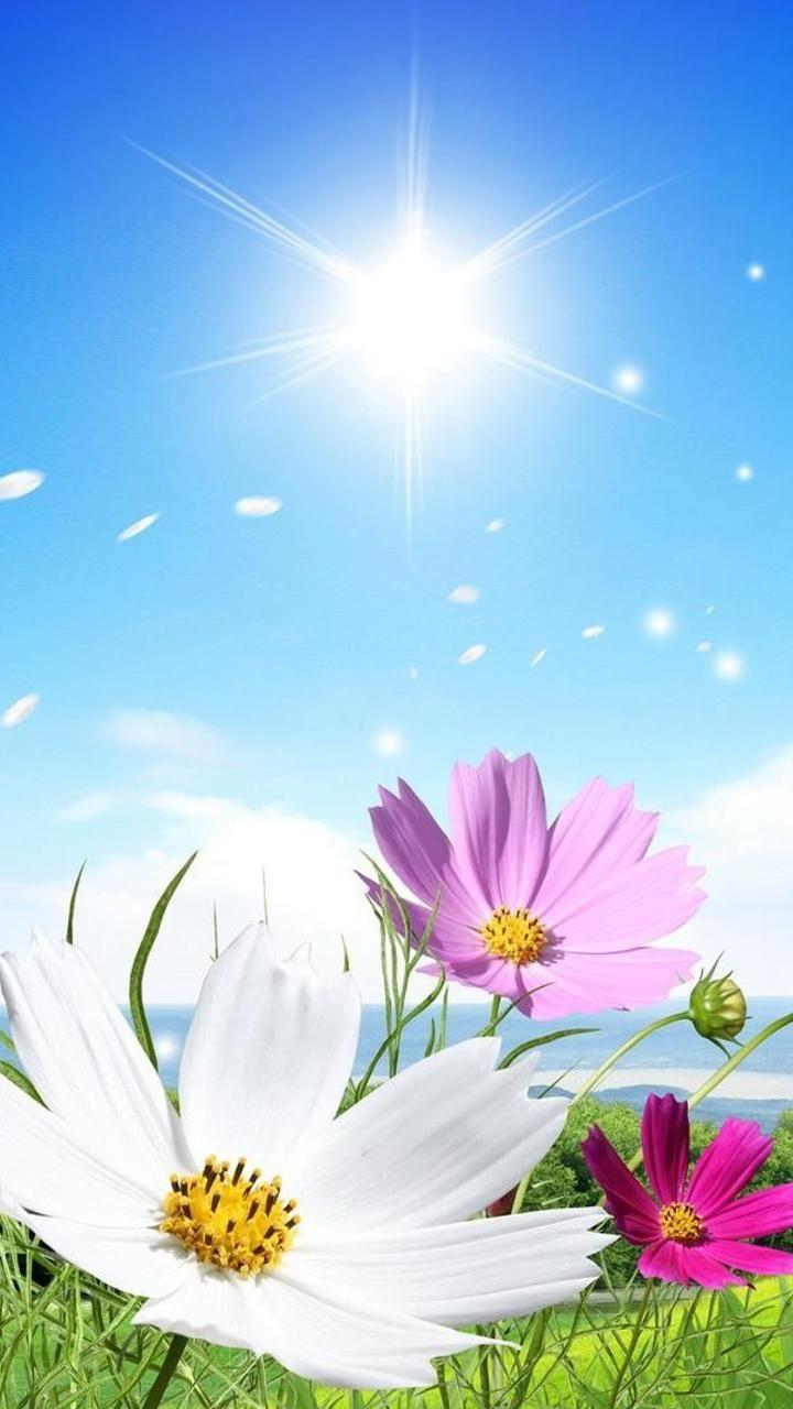 Flower and Sky Wallpapers - Top Free Flower and Sky Backgrounds ...