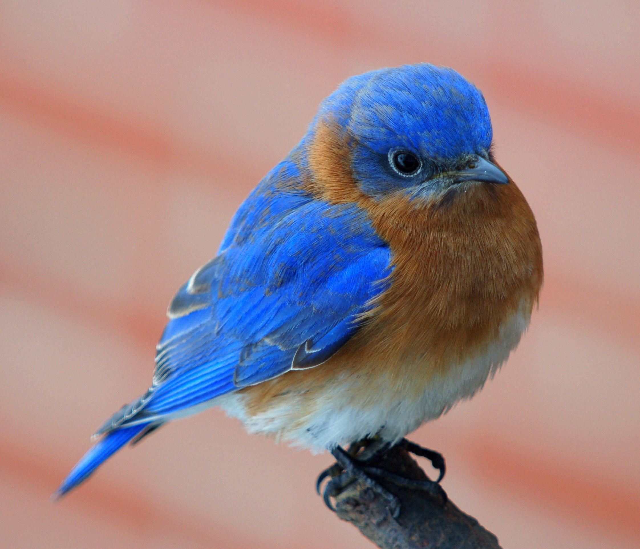 Bluebird Wallpapers - Top Free Bluebird Backgrounds - WallpaperAccess