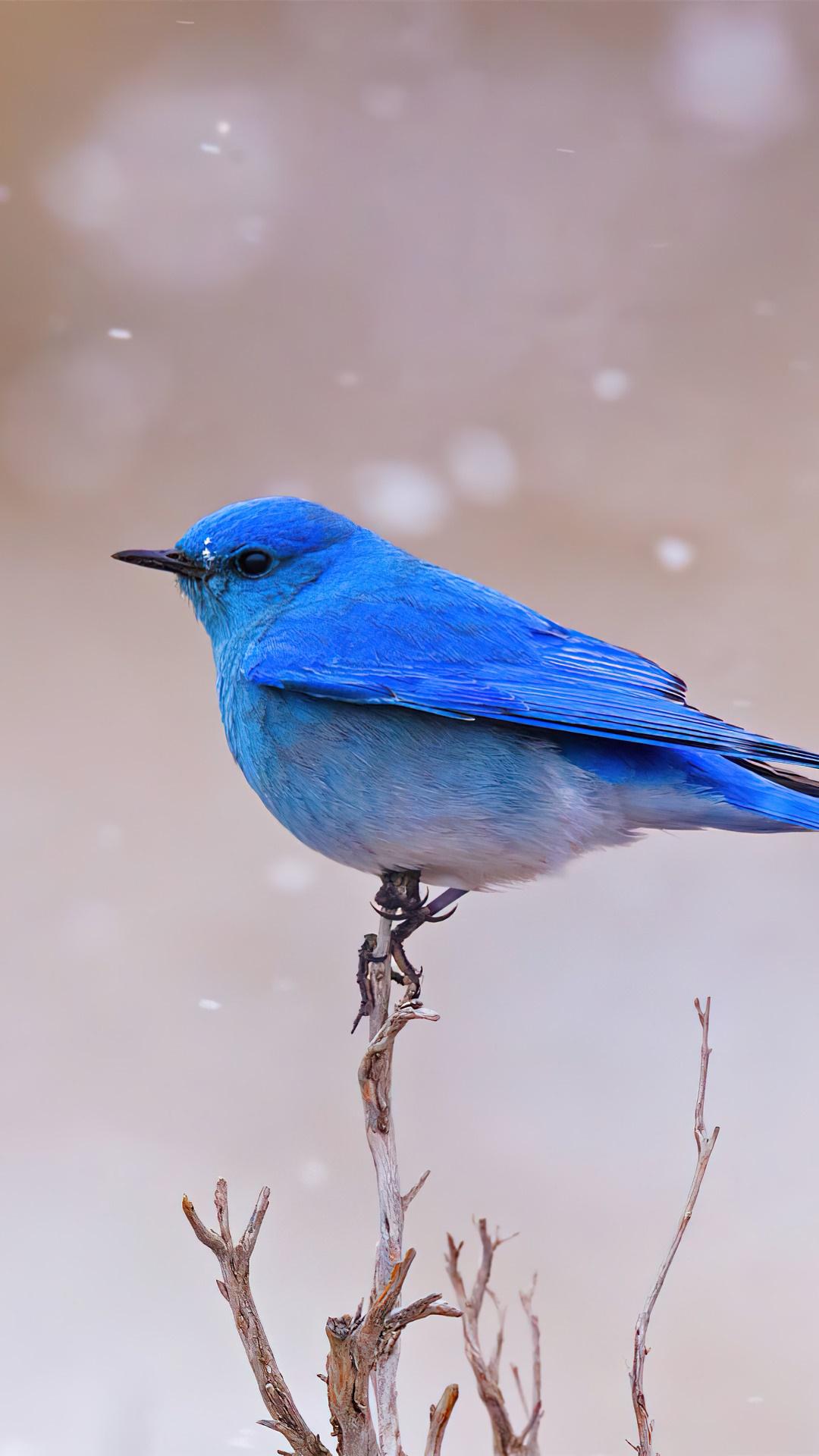 Bluebird Wallpapers - Top Free Bluebird Backgrounds - WallpaperAccess