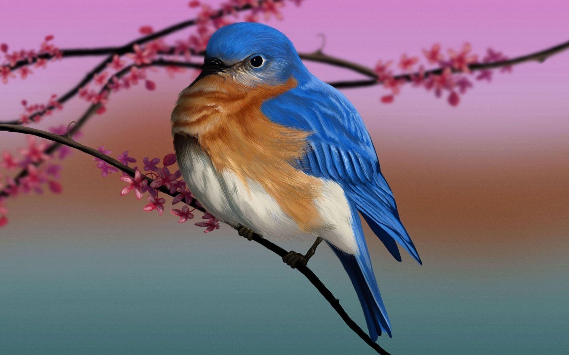 Bluebird Wallpapers - Top Free Bluebird Backgrounds - WallpaperAccess