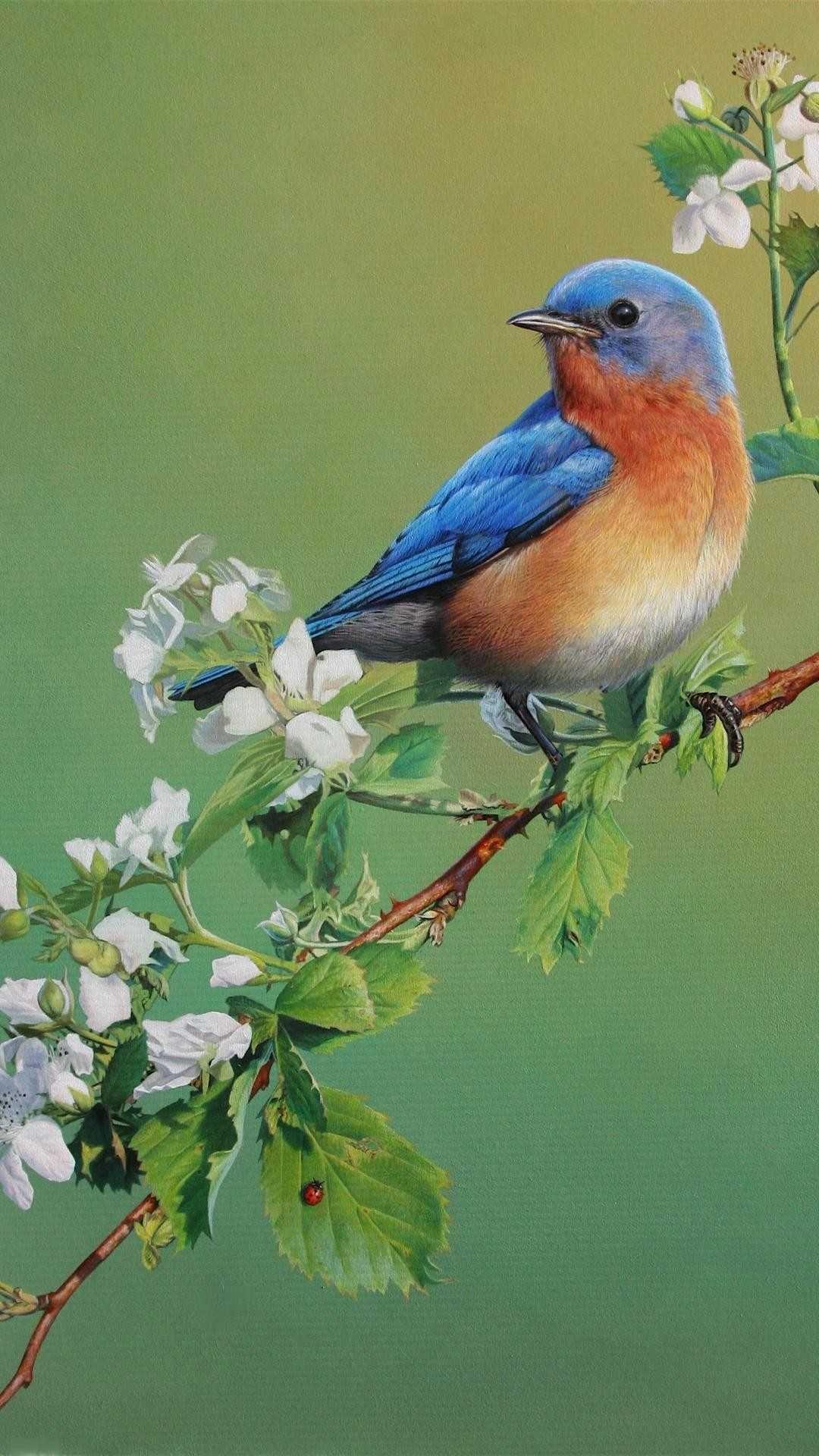 Bluebird Wallpapers - Top Free Bluebird Backgrounds - WallpaperAccess