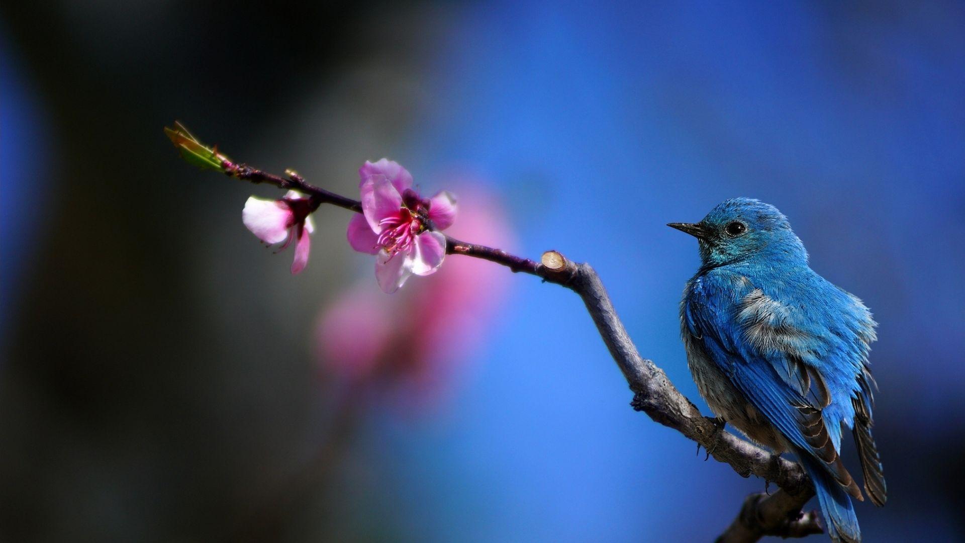 Bluebird Wallpapers - Top Free Bluebird Backgrounds - WallpaperAccess