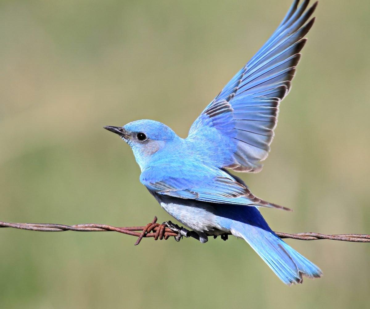 Bluebird Wallpapers - Top Free Bluebird Backgrounds - WallpaperAccess