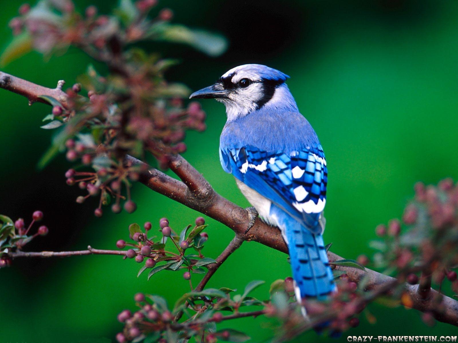 Bluebird Wallpapers - Top Free Bluebird Backgrounds - WallpaperAccess