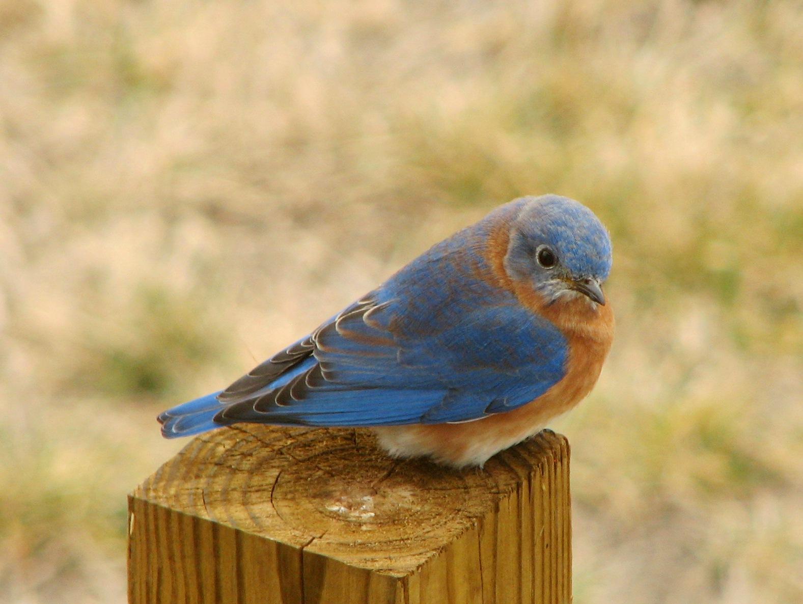 Bluebird Wallpapers - Top Free Bluebird Backgrounds - WallpaperAccess