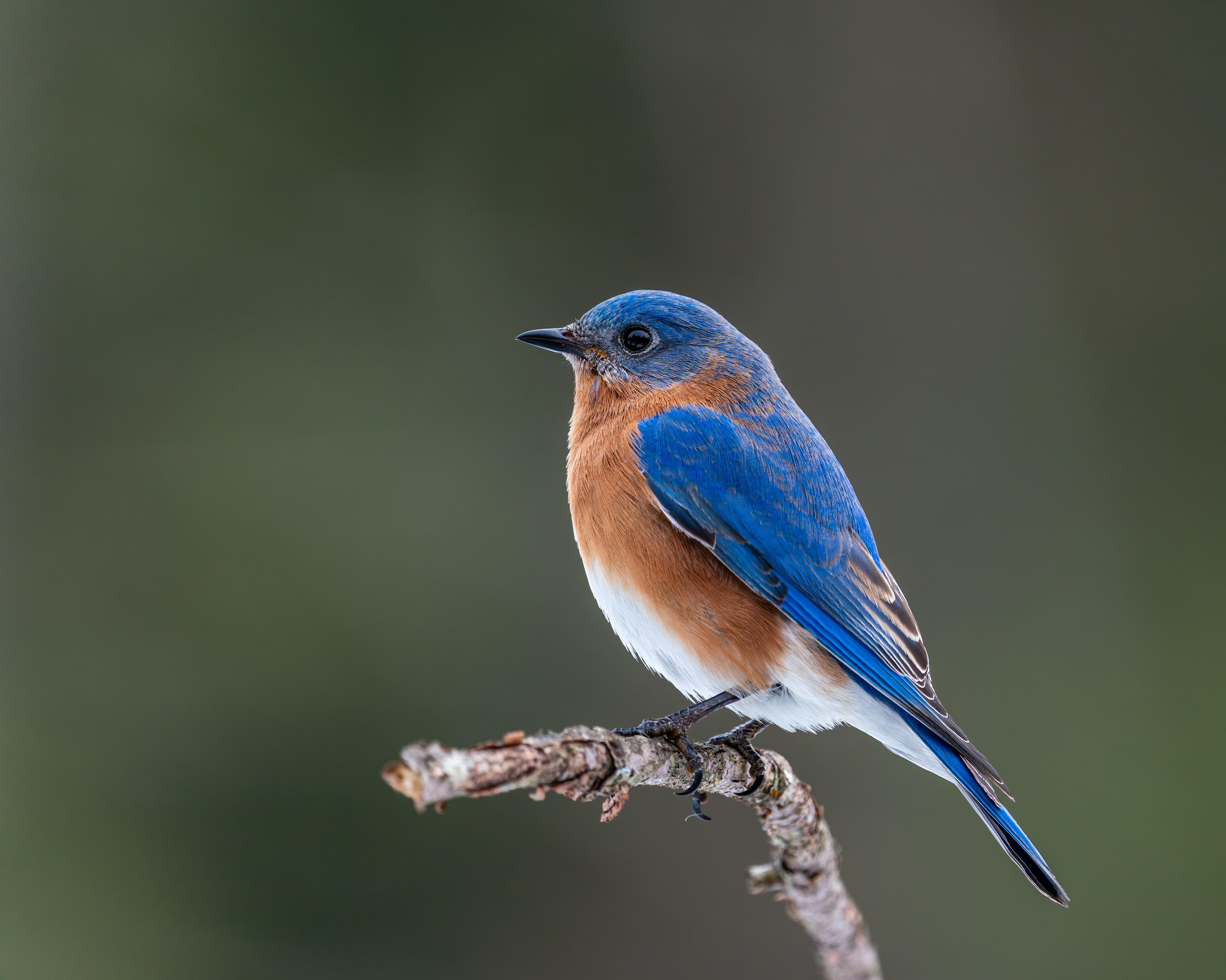 Bluebird Wallpapers - Top Free Bluebird Backgrounds - WallpaperAccess