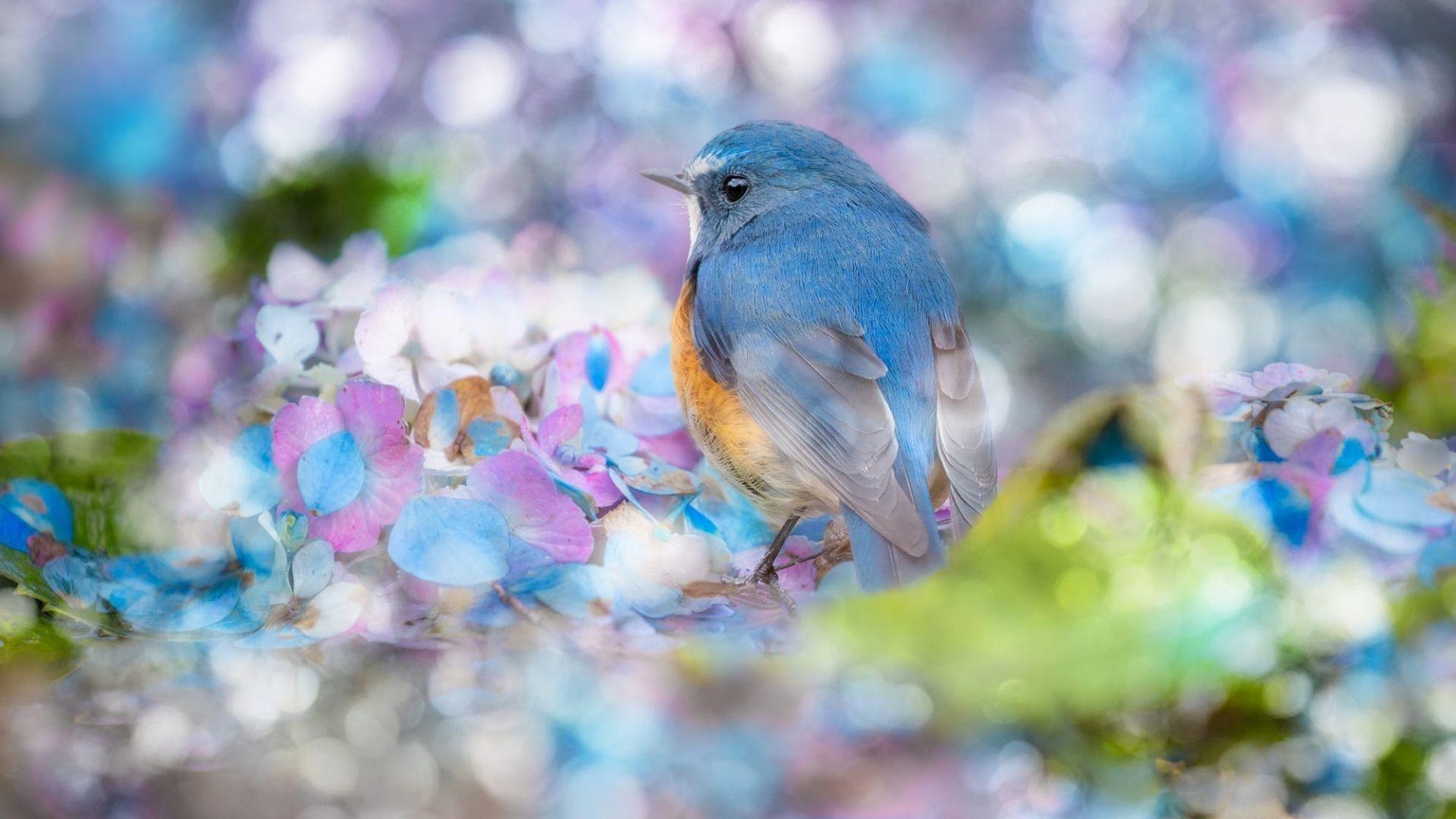 Bluebird Wallpapers - Top Free Bluebird Backgrounds - WallpaperAccess