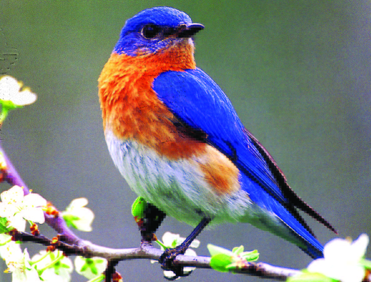 Bluebird Wallpapers - Top Free Bluebird Backgrounds - WallpaperAccess