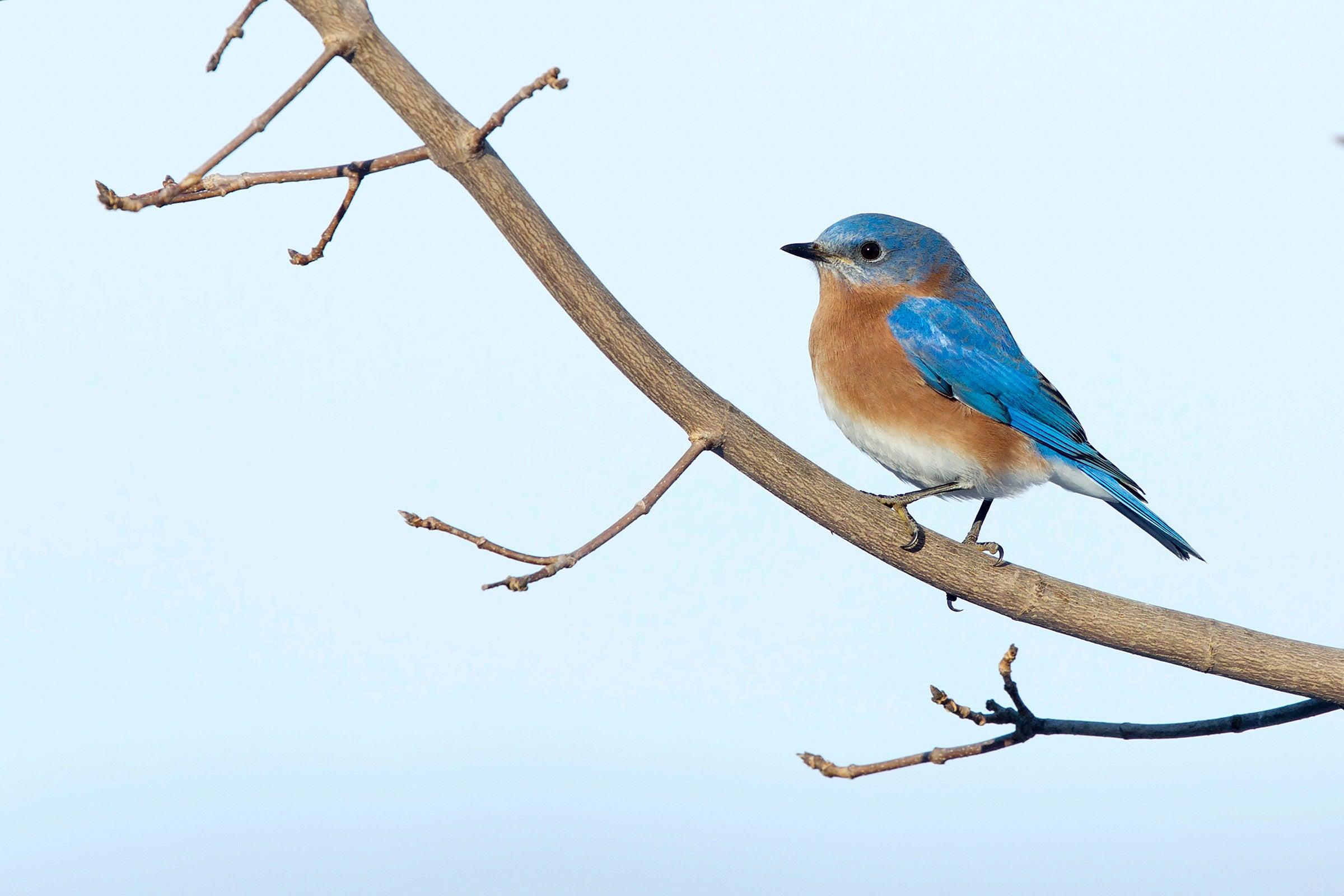 Bluebird Wallpapers - Top Free Bluebird Backgrounds - WallpaperAccess