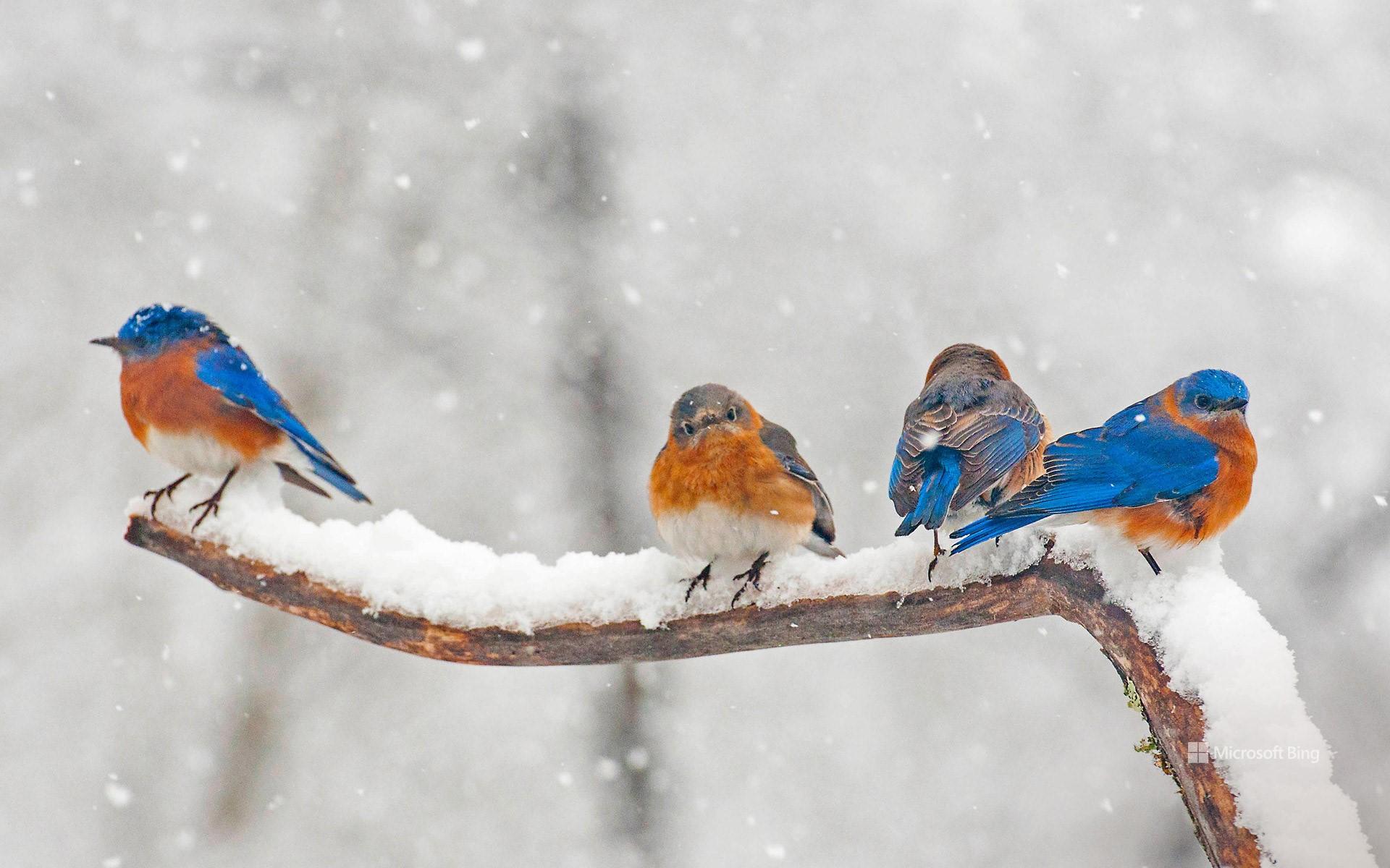 Bluebird Wallpapers - Top Free Bluebird Backgrounds - WallpaperAccess