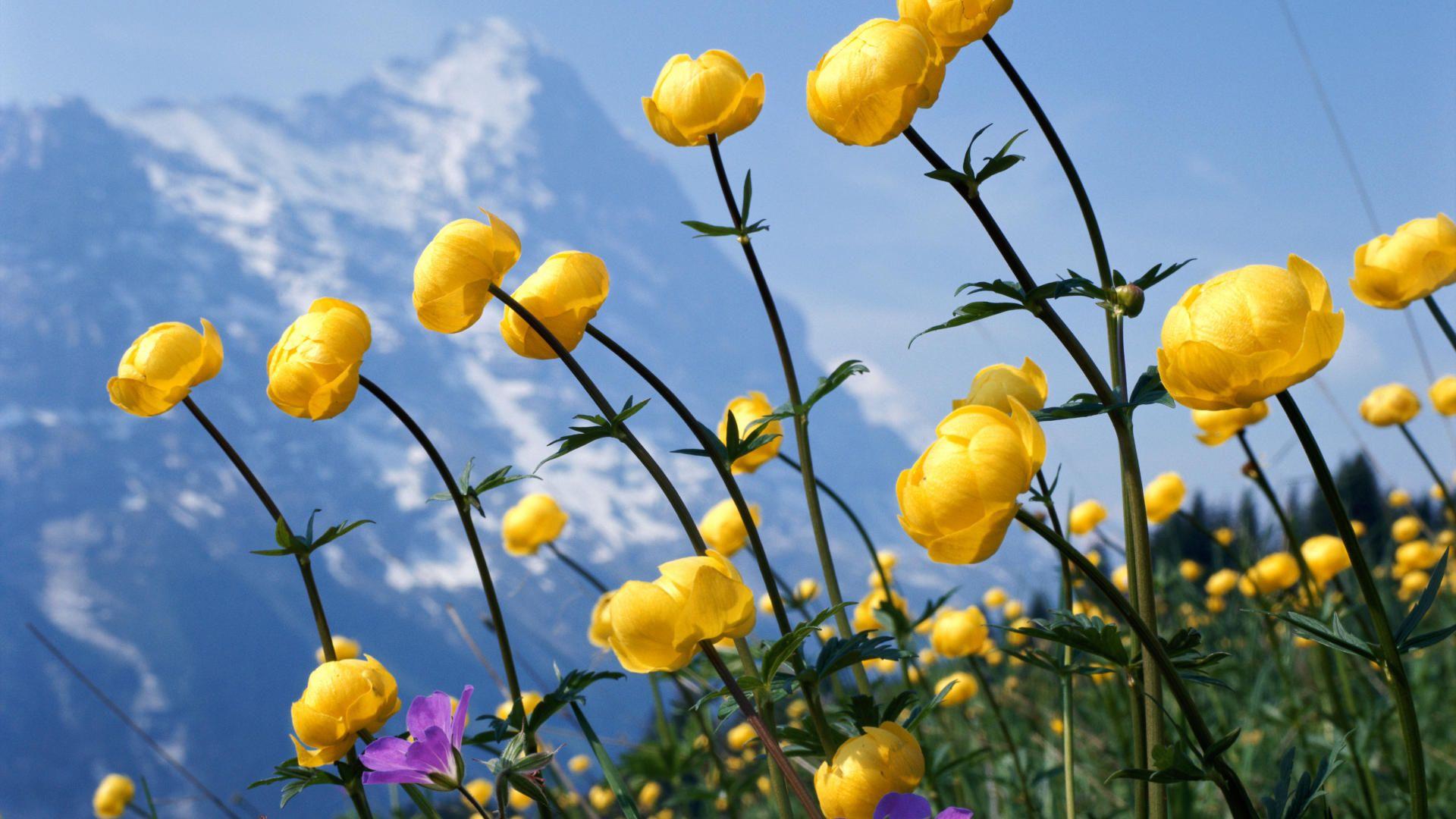 Full HD Flower Wallpapers - Top Free Full HD Flower Backgrounds ...