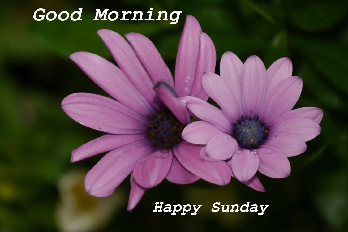 Happy Sunday Wallpapers - Top Free Happy Sunday Backgrounds ...