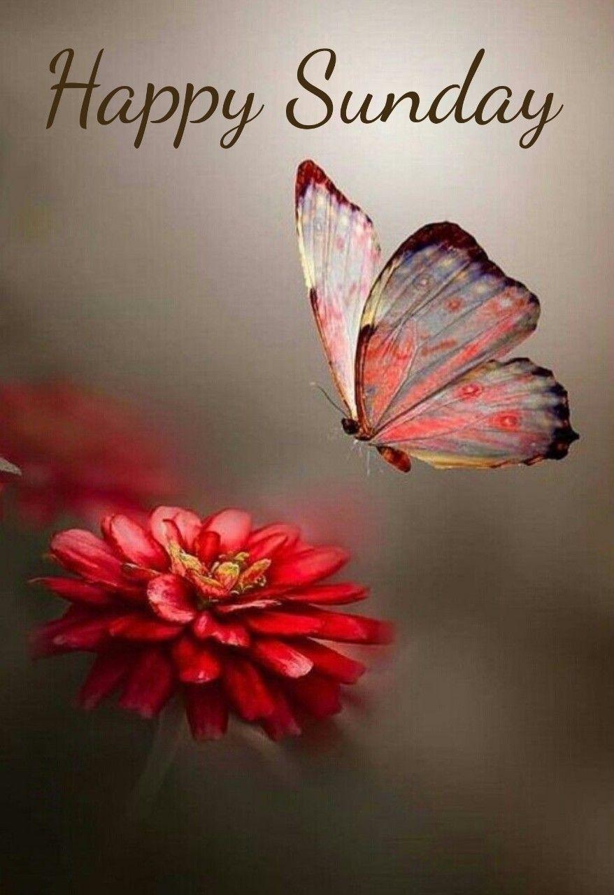 Happy Sunday Wallpapers - Top Free Happy Sunday Backgrounds ...
