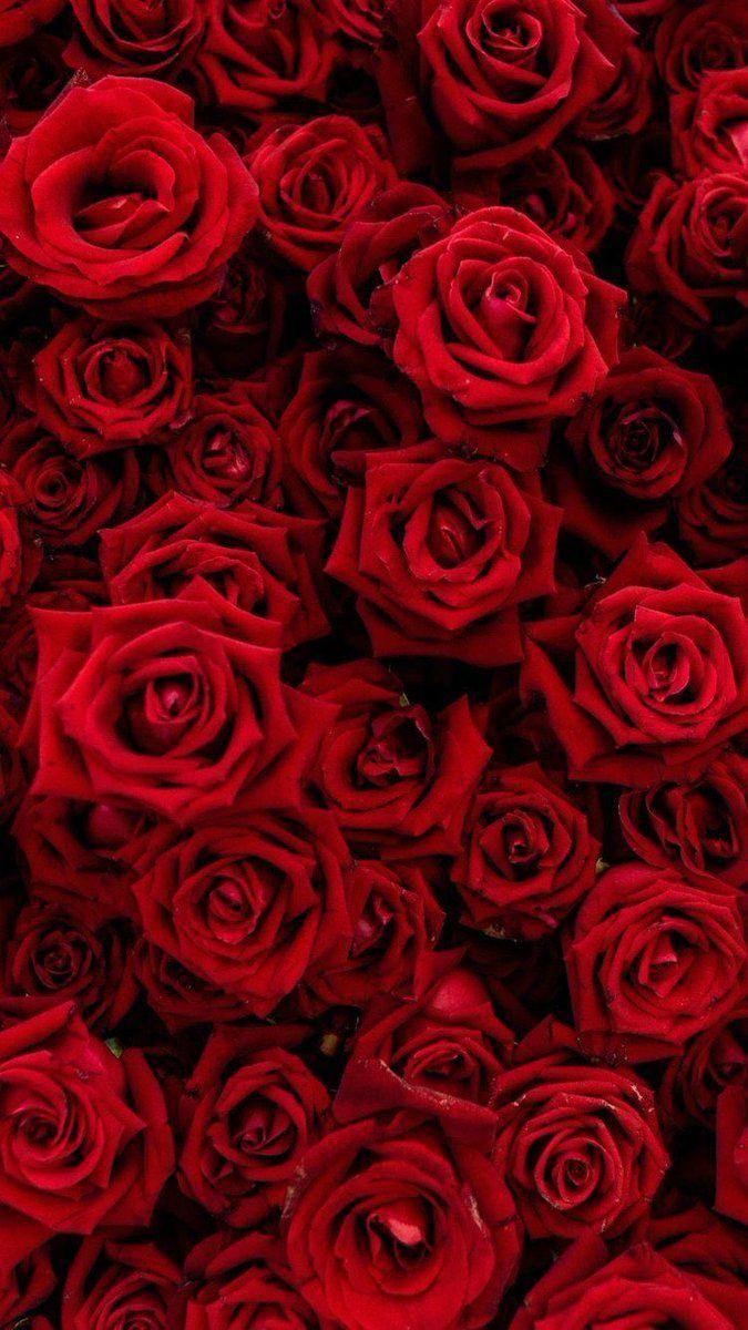 Red Flowers Aesthetic Wallpapers - Top Free Red Flowers Aesthetic ...