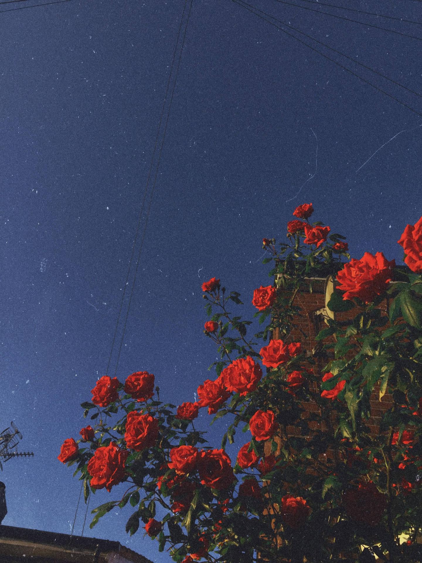 Red Flowers Aesthetic Wallpapers - Top Free Red Flowers Aesthetic ...