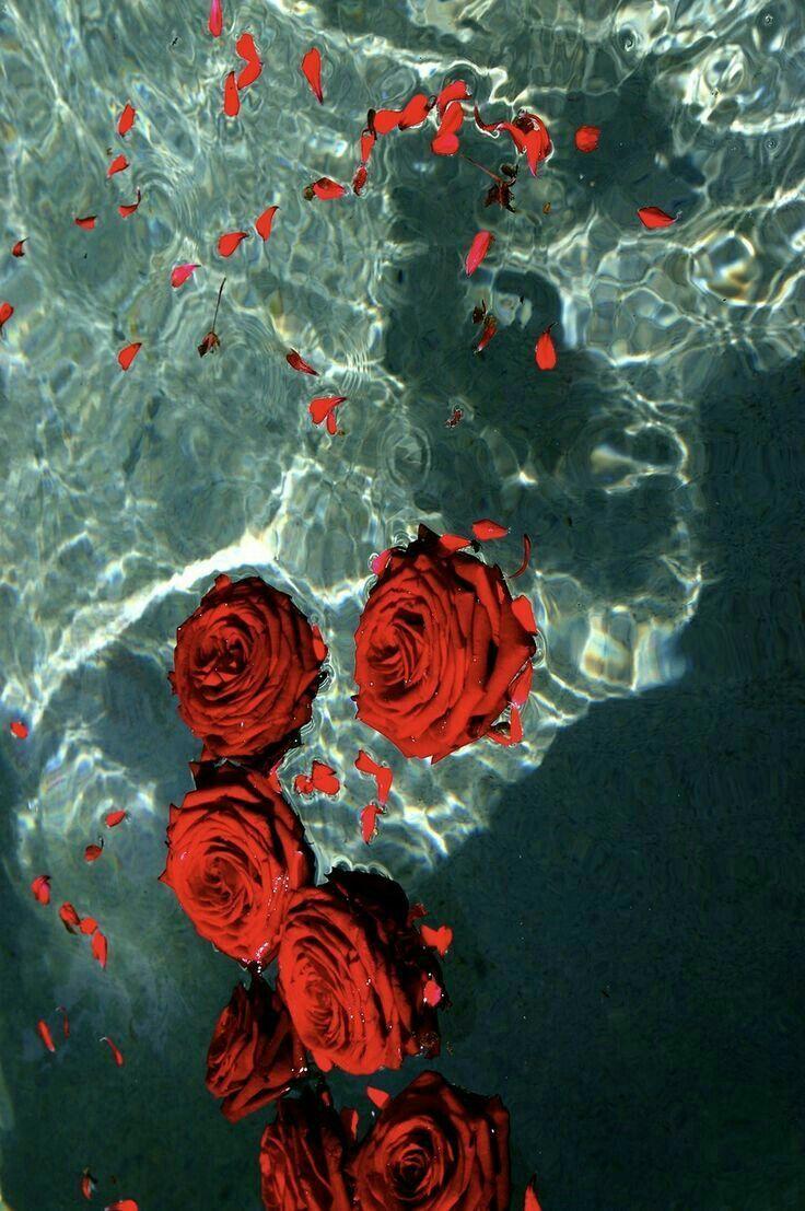 Red Flowers Aesthetic Wallpapers - Top Free Red Flowers Aesthetic ...