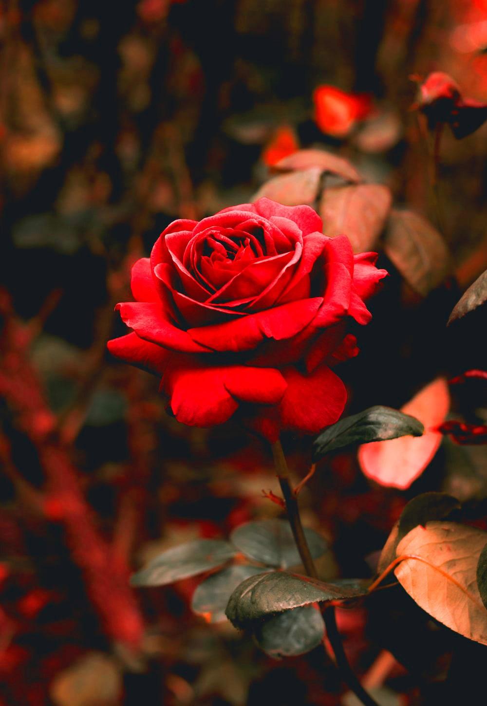 Red Flowers Aesthetic Wallpapers - Top Free Red Flowers Aesthetic ...