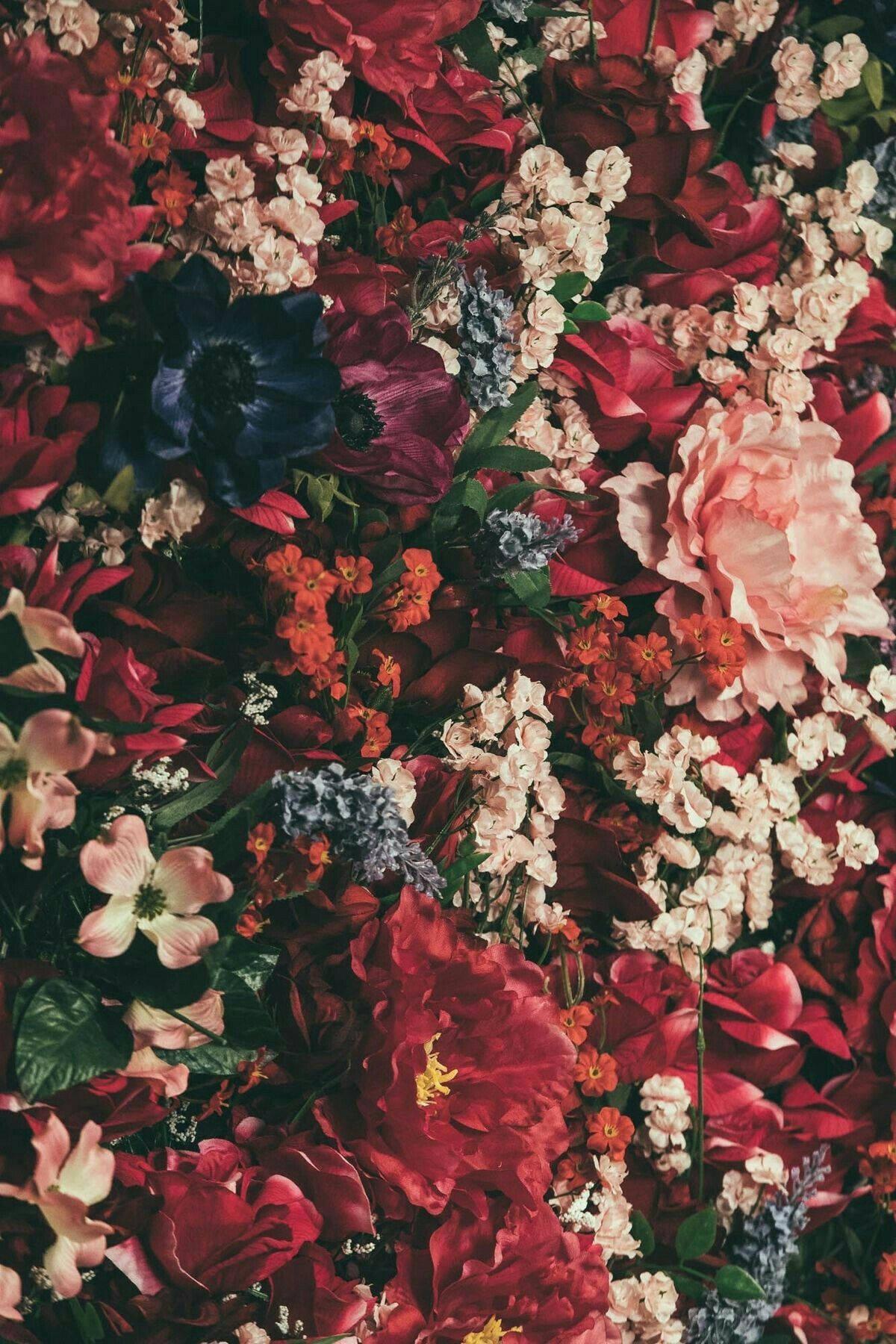 Red Flowers Aesthetic Wallpapers - Top Free Red Flowers Aesthetic ...