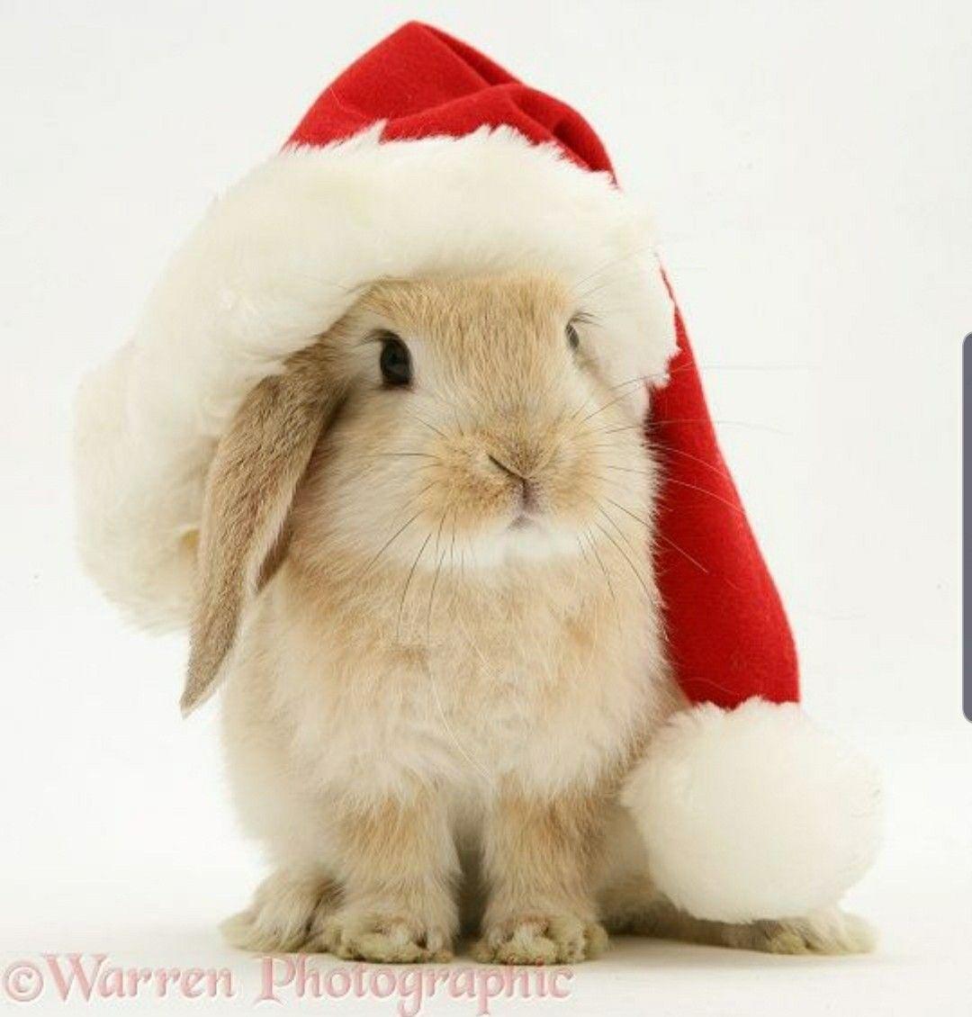 Christmas Bunny Wallpapers - Top Free Christmas Bunny Backgrounds ...