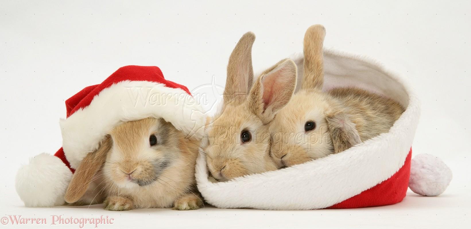 Christmas Bunny Wallpapers - Top Free Christmas Bunny Backgrounds ...