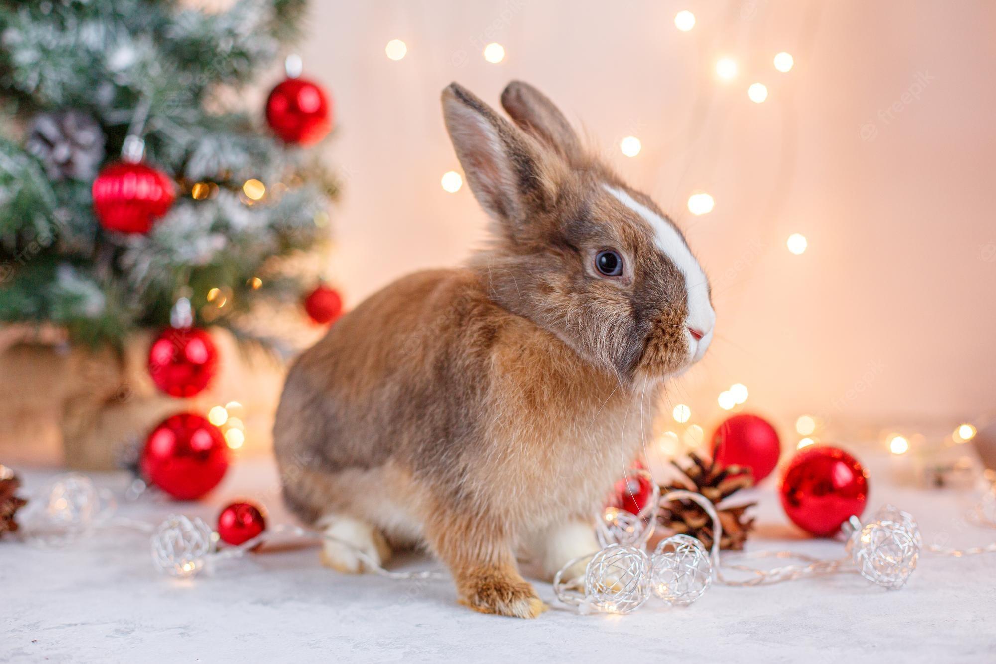 Christmas Bunny Wallpapers - Top Free Christmas Bunny Backgrounds ...