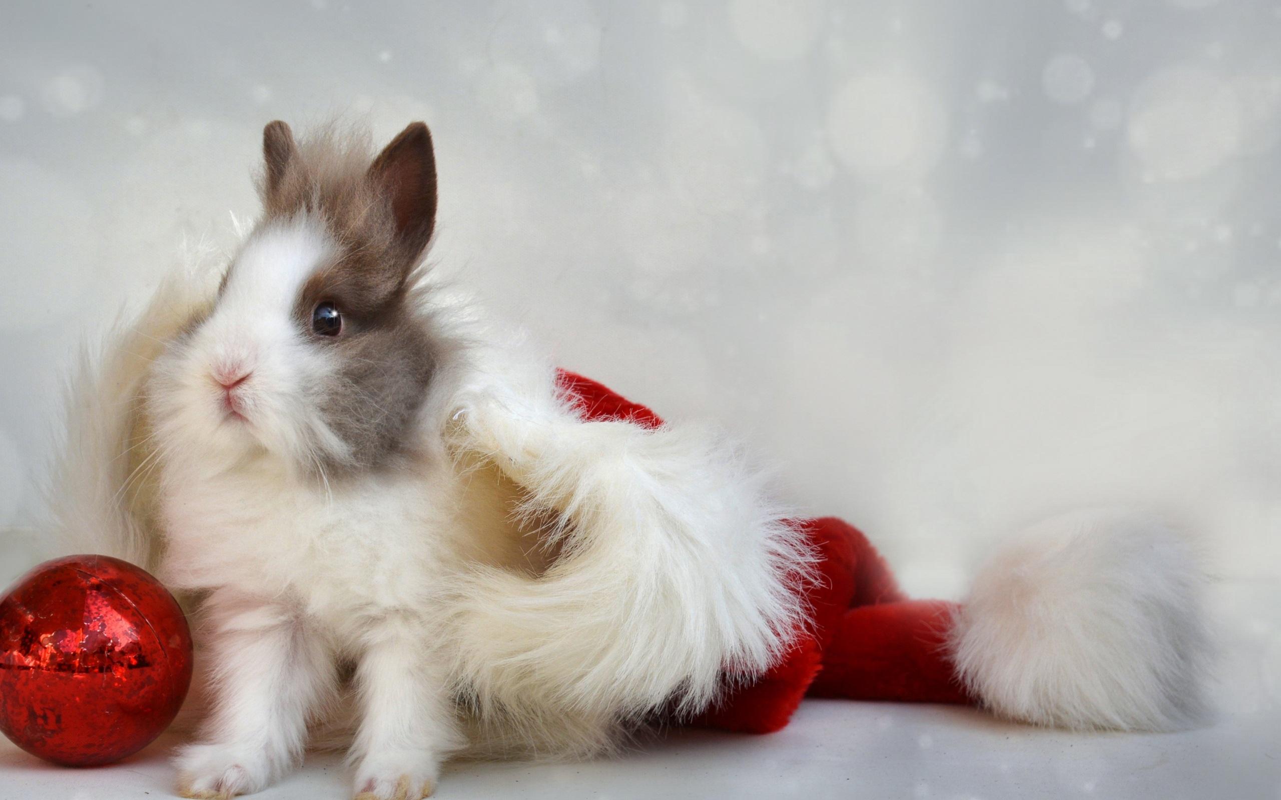 Christmas Bunny Wallpapers - Top Free Christmas Bunny Backgrounds ...