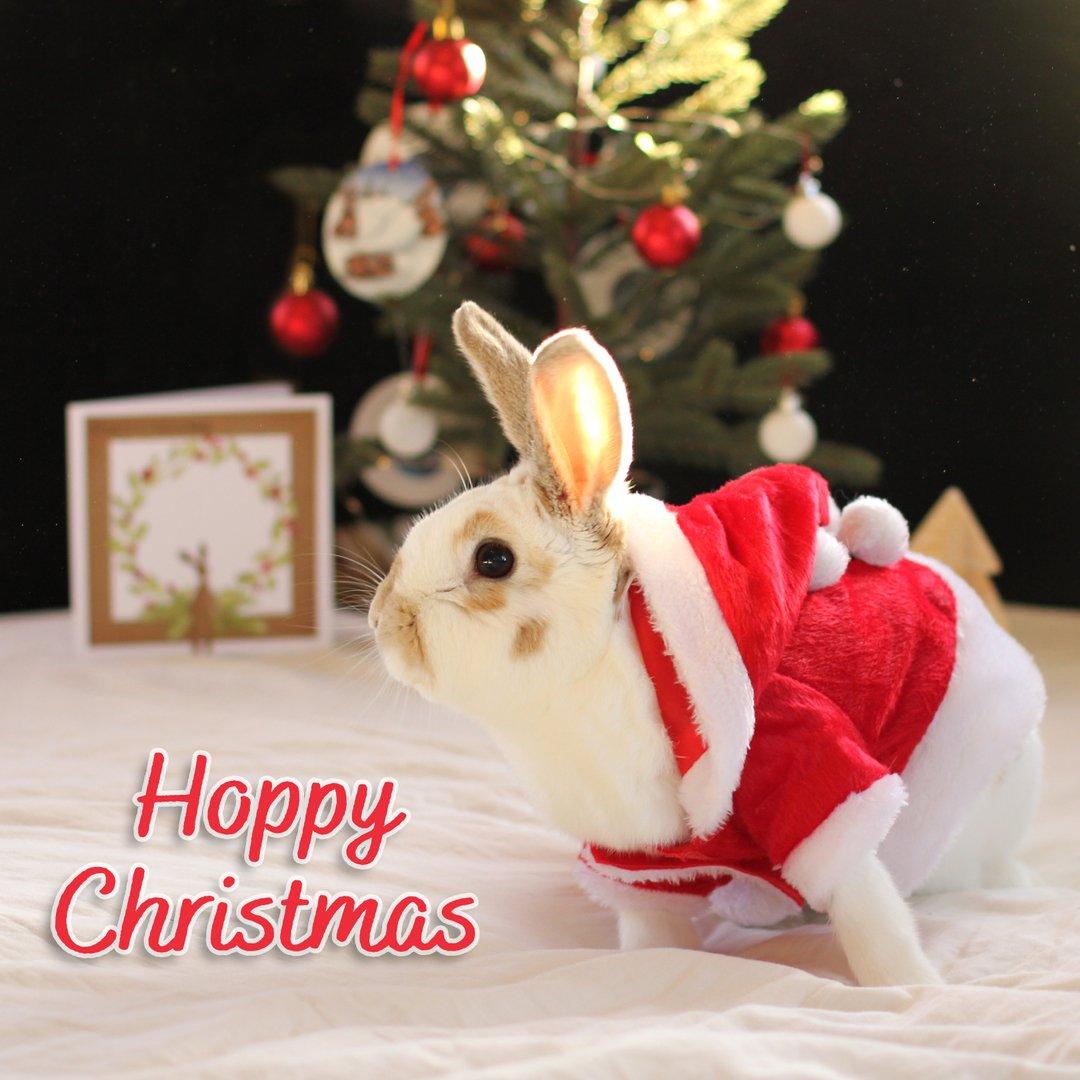 Christmas Bunny Wallpapers - Top Free Christmas Bunny Backgrounds ...