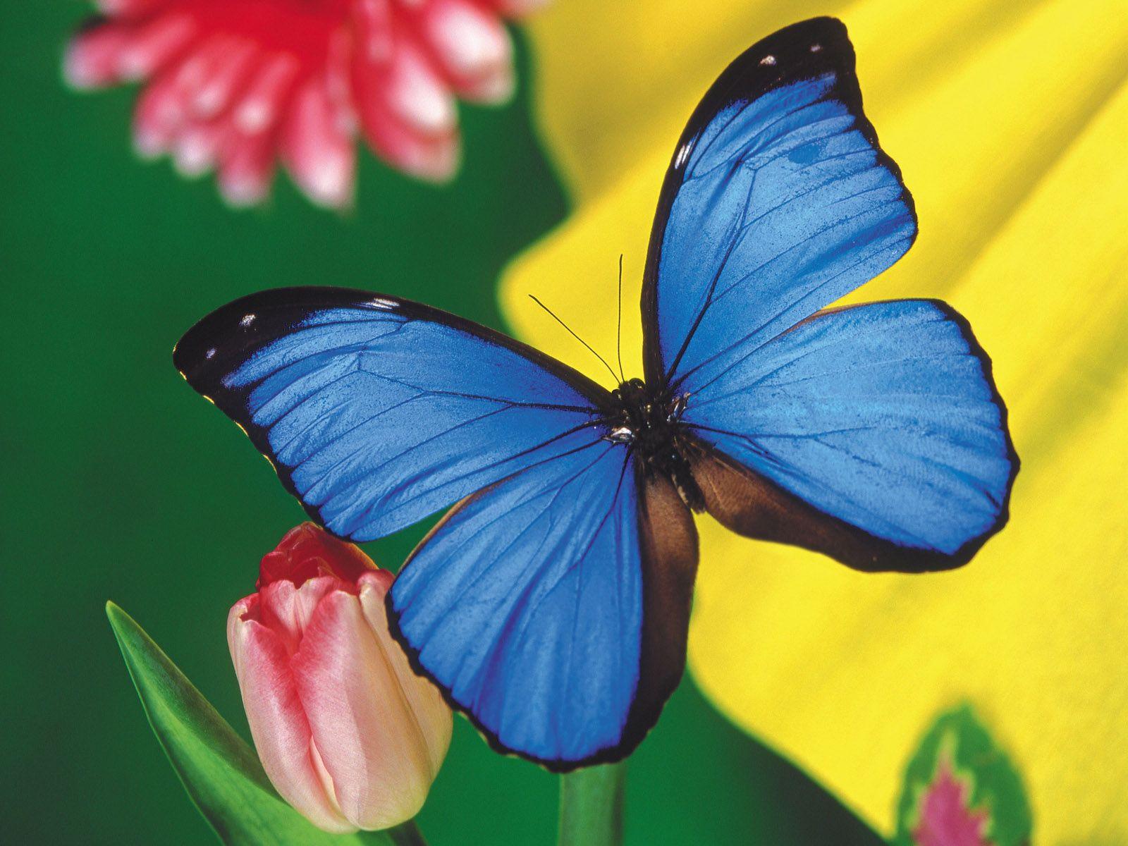 Beautiful Butterfly Wallpapers - Top Free Beautiful Butterfly ...