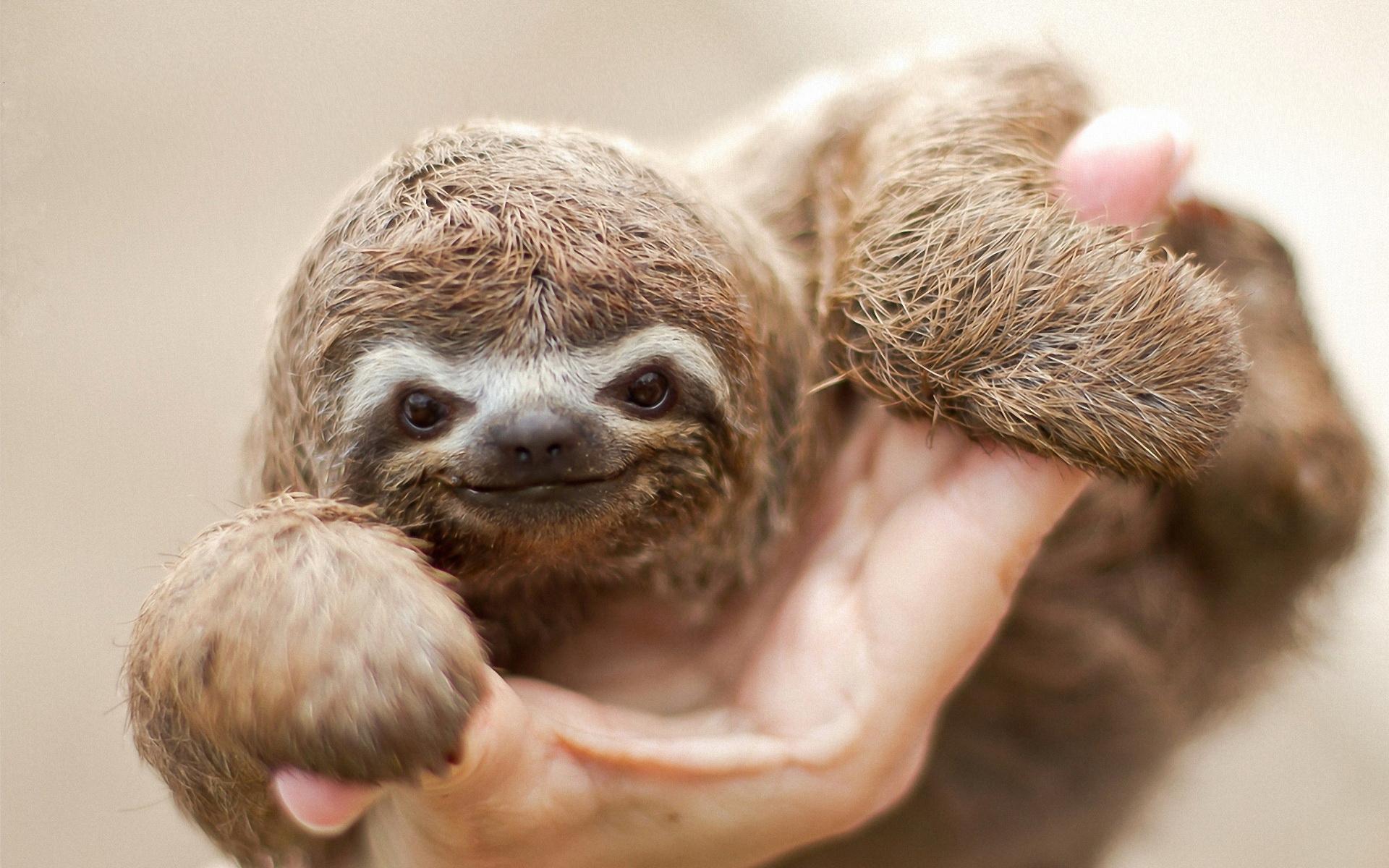 Cool Sloth Wallpapers - Top Free Cool Sloth Backgrounds - WallpaperAccess