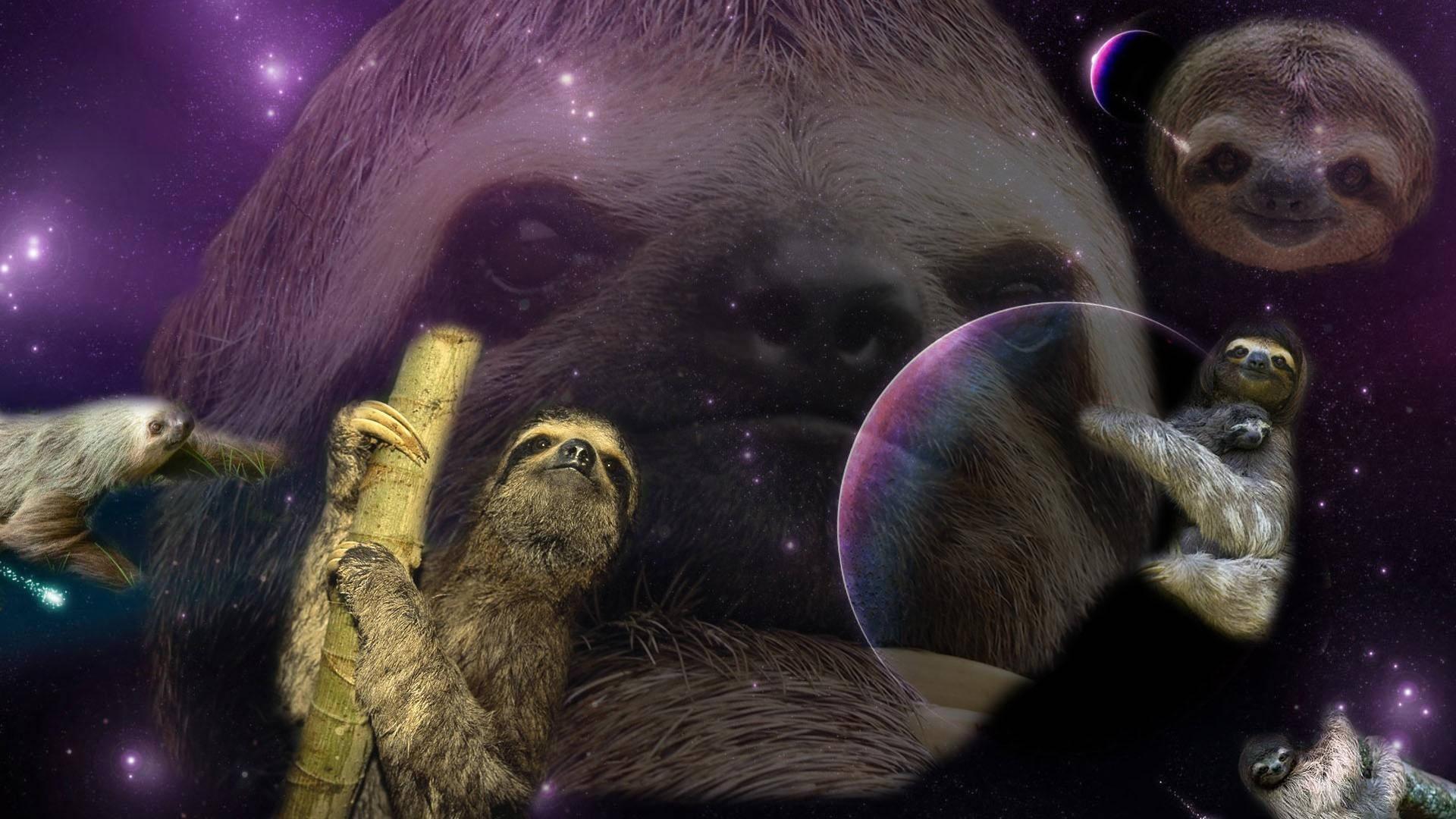 Cool Sloth Wallpapers - Top Free Cool Sloth Backgrounds - WallpaperAccess