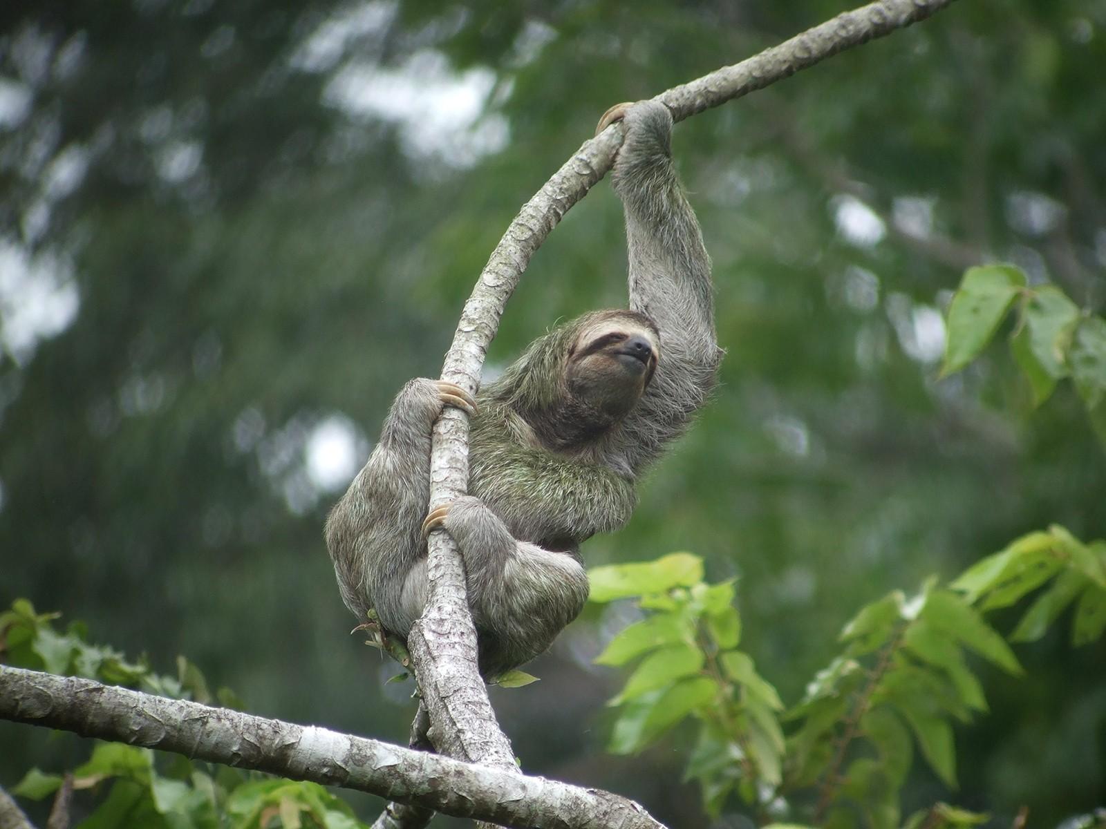 Cool Sloth Wallpapers - Top Free Cool Sloth Backgrounds - WallpaperAccess