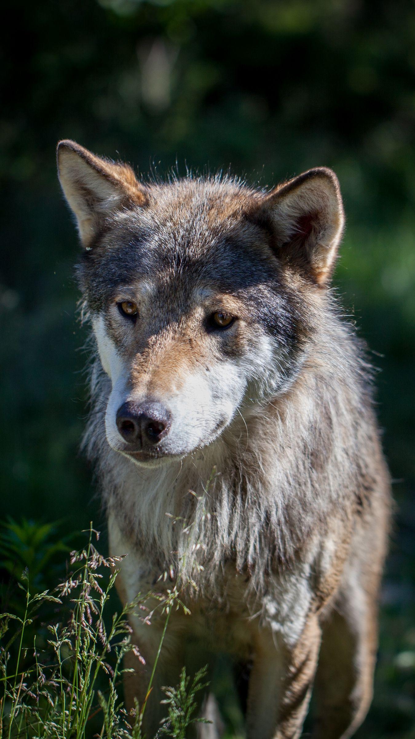 Red Wolf iPhone Wallpapers - Top Free Red Wolf iPhone Backgrounds ...