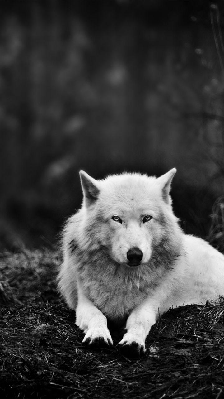 Awesome Wolf iPhone Wallpapers - Top Free Awesome Wolf iPhone ...
