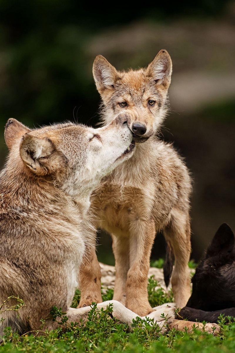 Red Wolf iPhone Wallpapers - Top Free Red Wolf iPhone Backgrounds ...