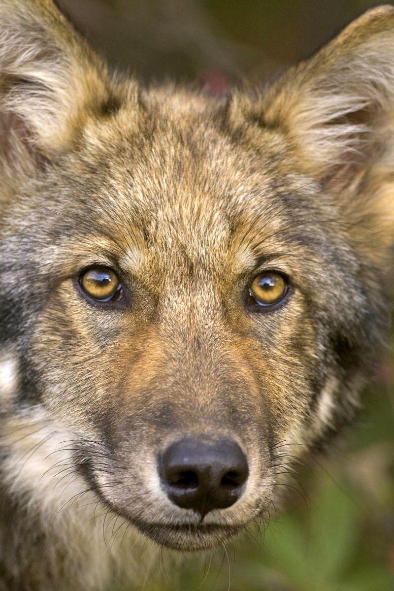 Red Wolf iPhone Wallpapers - Top Free Red Wolf iPhone Backgrounds ...
