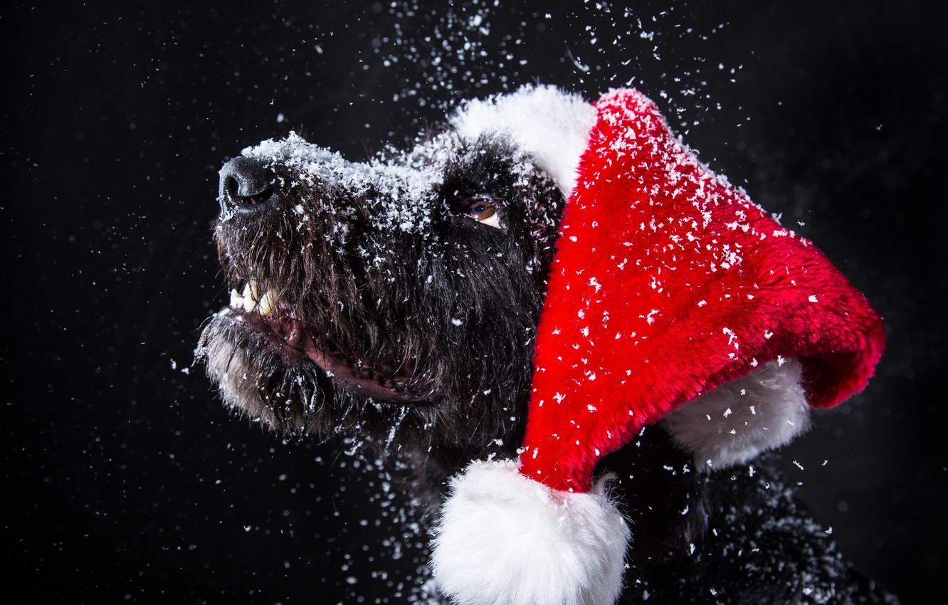 Funny Christmas Dog Wallpapers - Top Free Funny Christmas Dog ...
