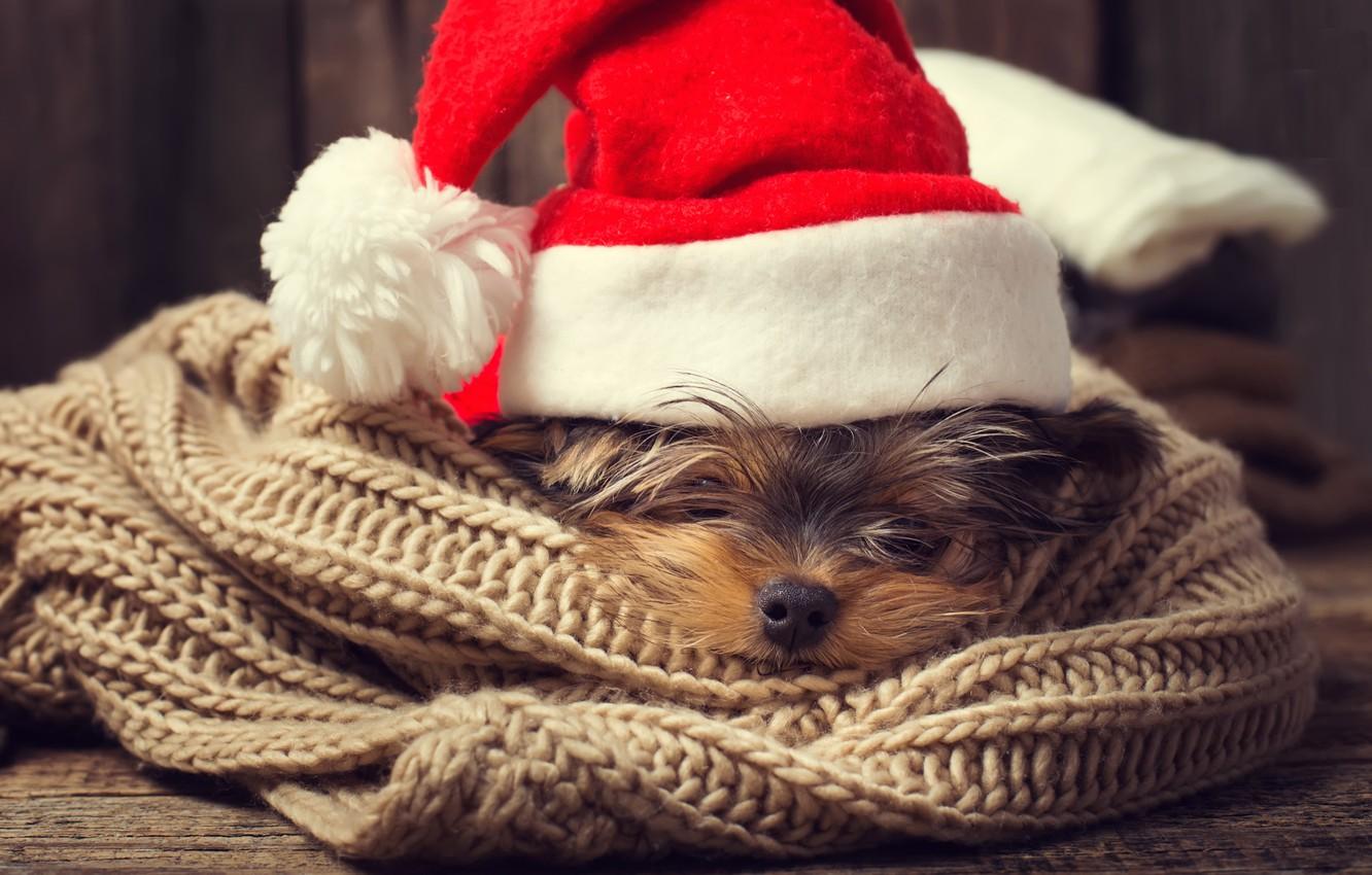 Funny Christmas Dog Wallpapers - Top Free Funny Christmas Dog ...