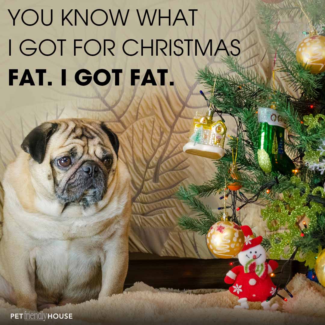 Funny Christmas Dog Wallpapers - Top Free Funny Christmas Dog ...