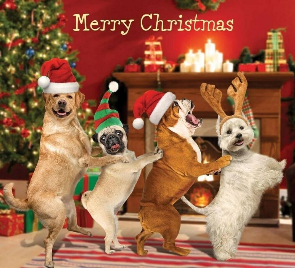 Funny Christmas Dog Wallpapers - Top Free Funny Christmas Dog ...