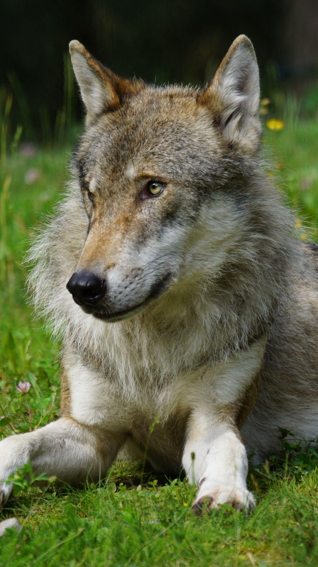 Red Wolf iPhone Wallpapers - Top Free Red Wolf iPhone Backgrounds ...