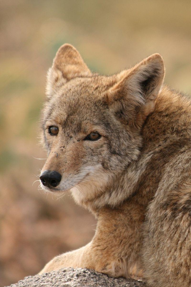 Red Wolf iPhone Wallpapers - Top Free Red Wolf iPhone Backgrounds ...