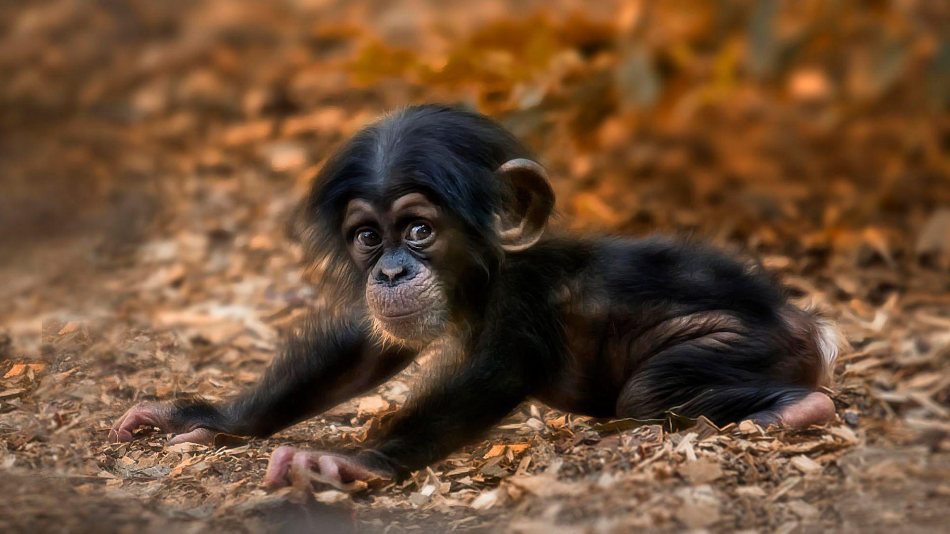 Big Monkey Wallpapers - Top Free Big Monkey Backgrounds - WallpaperAccess