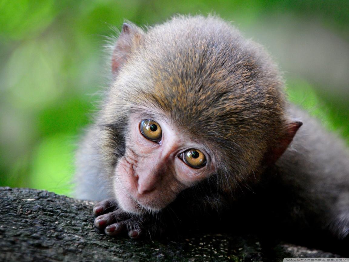 Big Monkey Wallpapers - Top Free Big Monkey Backgrounds - WallpaperAccess