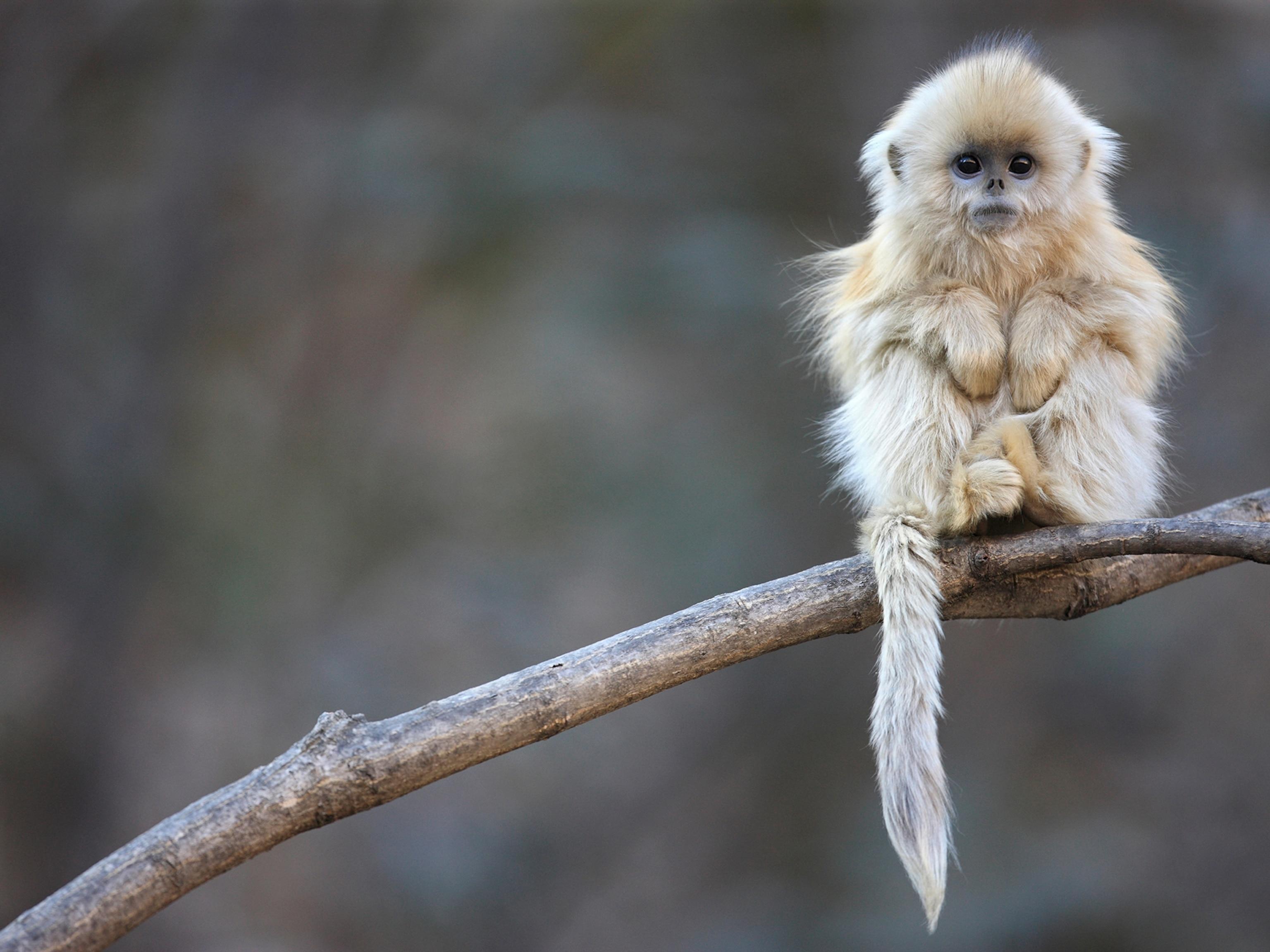 Big Monkey Wallpapers - Top Free Big Monkey Backgrounds - WallpaperAccess