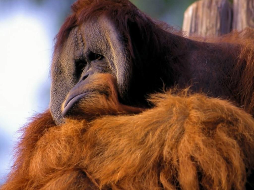 Big Monkey Wallpapers - Top Free Big Monkey Backgrounds - WallpaperAccess