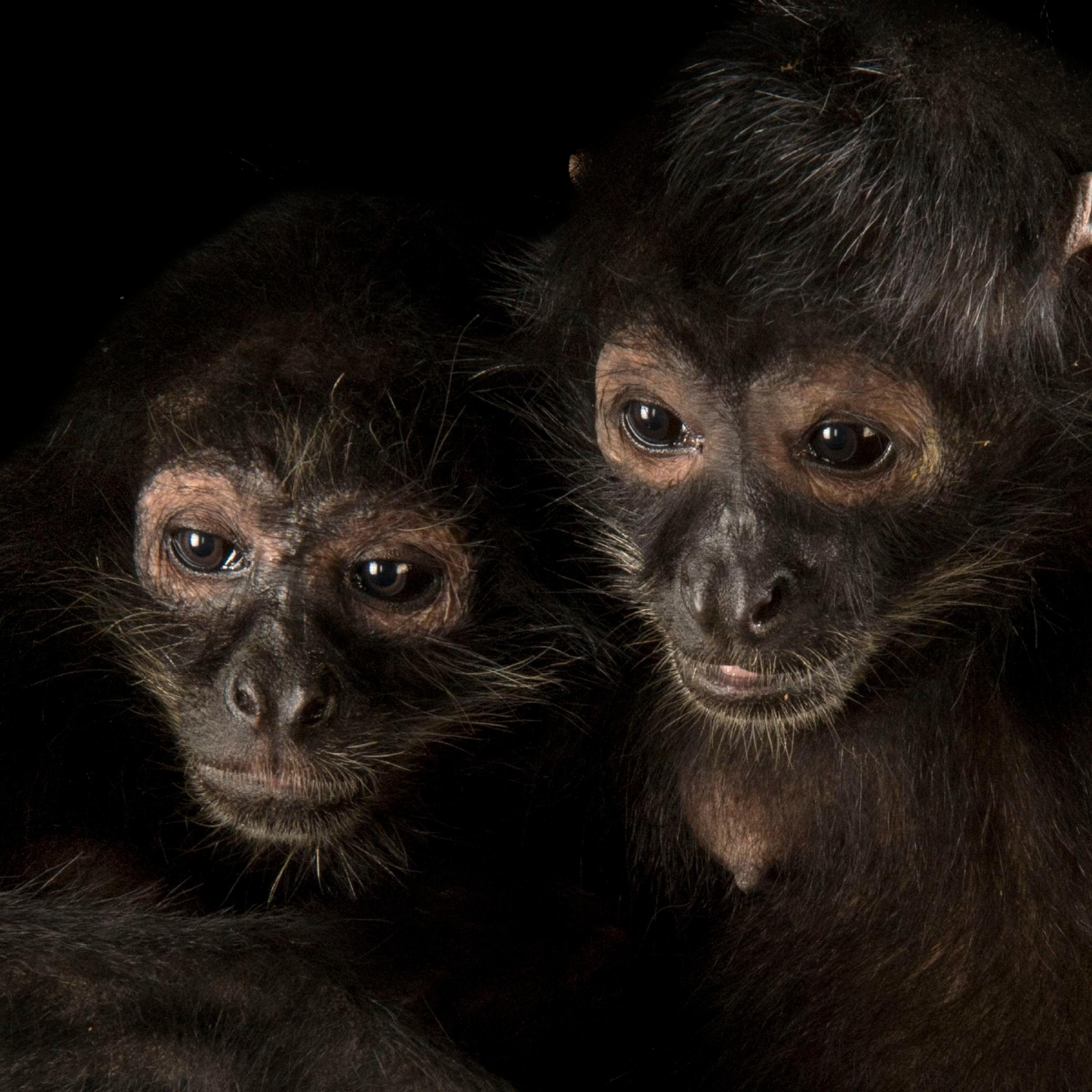 Big Monkey Wallpapers - Top Free Big Monkey Backgrounds - WallpaperAccess