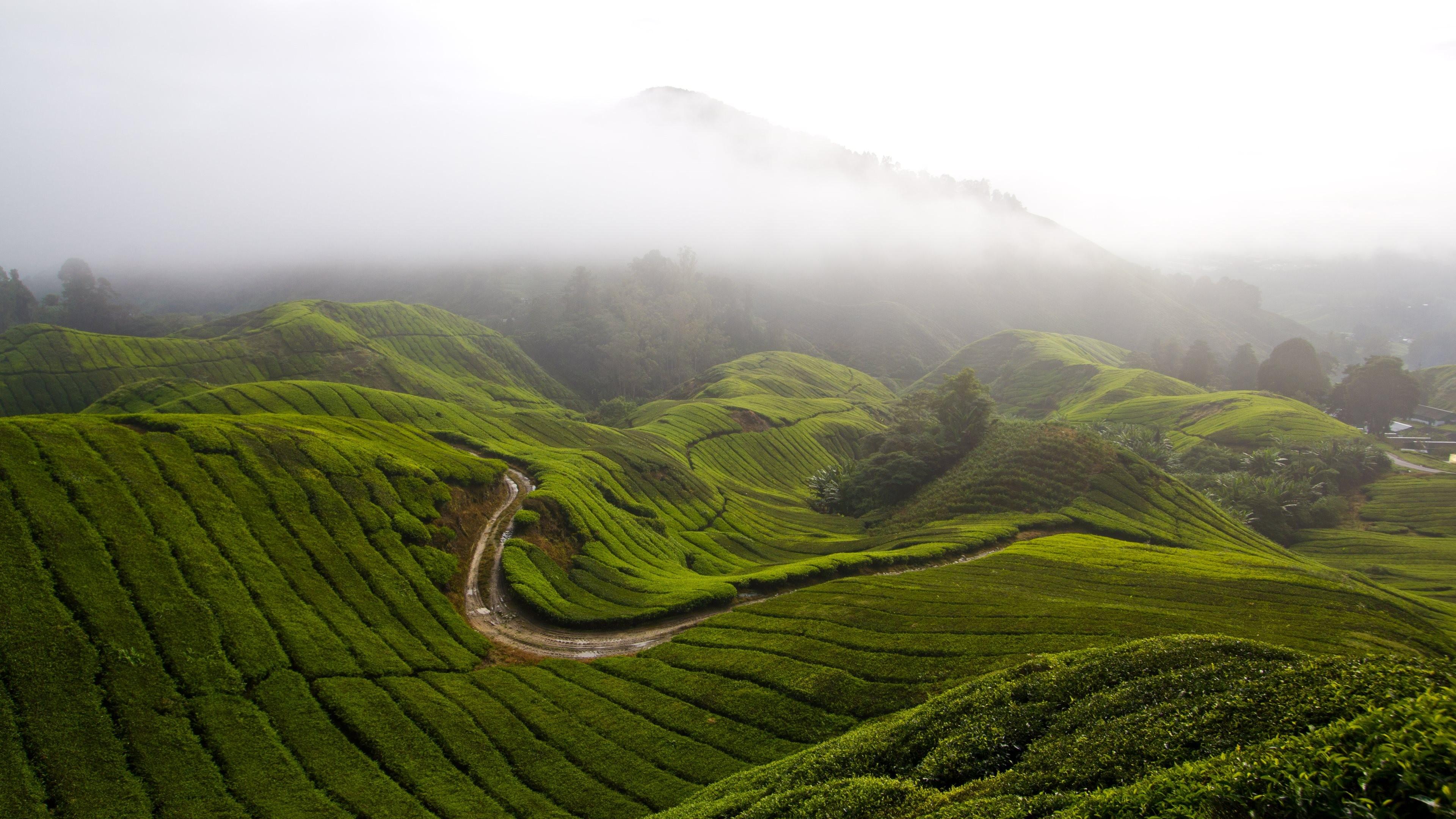 Cameron Highlands Wallpapers - Top Free Cameron Highlands Backgrounds ...