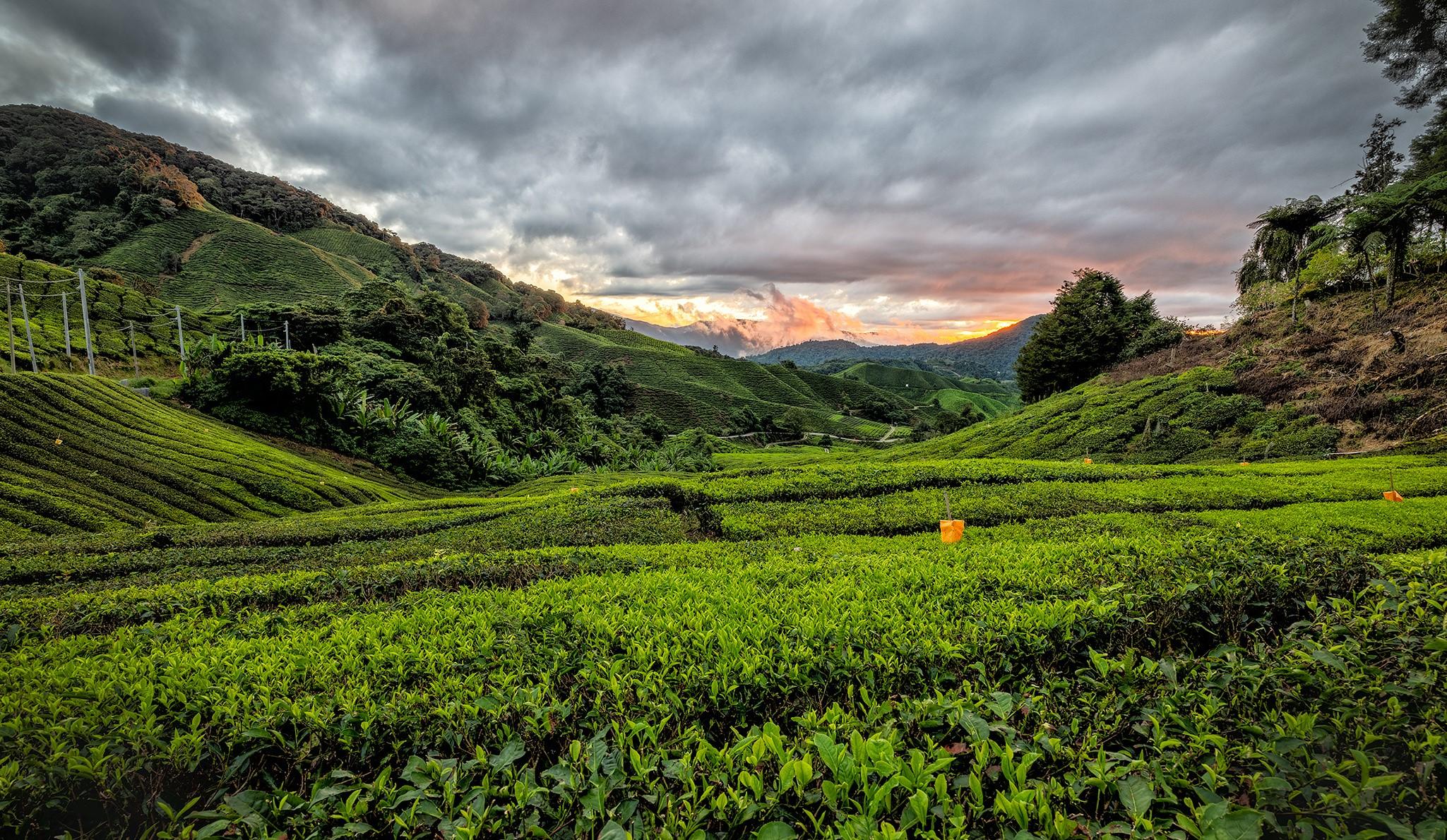 Cameron Highlands Wallpapers - Top Free Cameron Highlands Backgrounds ...