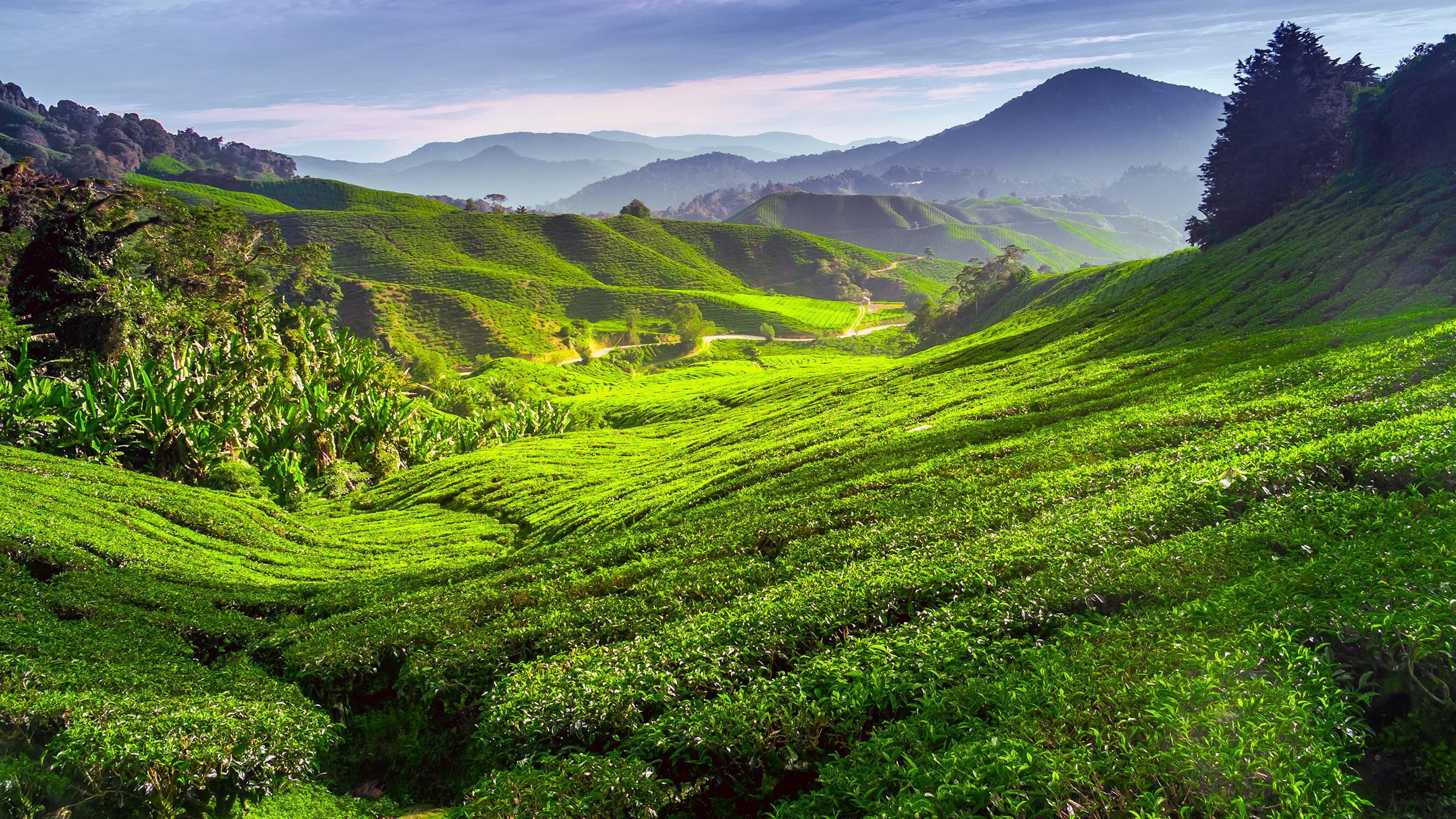 Cameron Highlands Wallpapers - Top Free Cameron Highlands Backgrounds ...