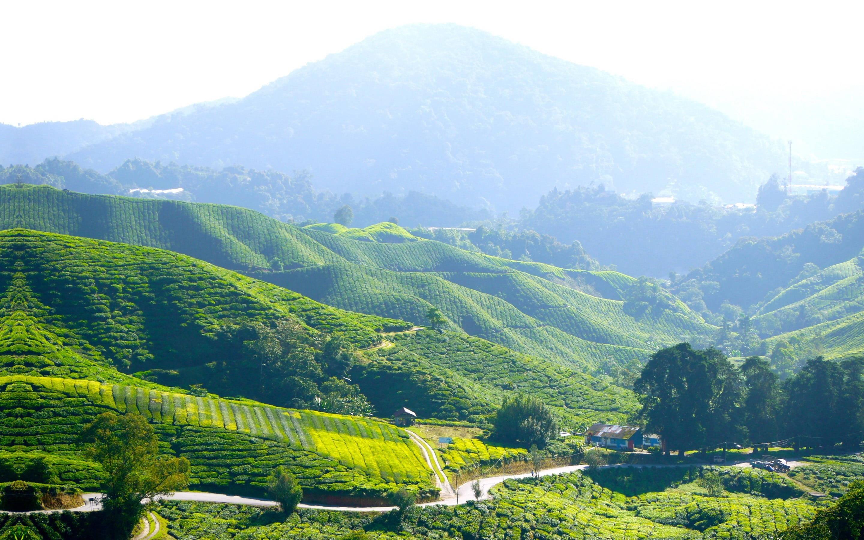 Cameron Highlands Wallpapers - Top Free Cameron Highlands Backgrounds ...